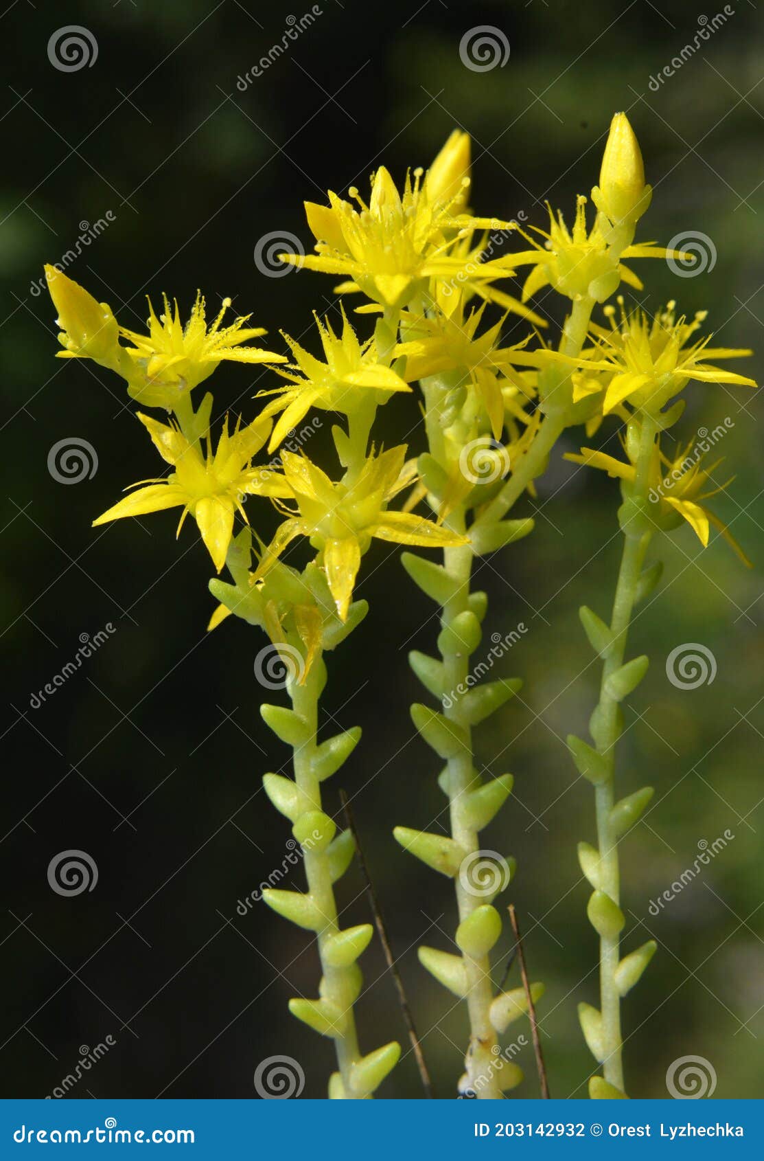 Stonecrop Sedum Acre Grows in the Wild Stock Photo - Image of biting ...