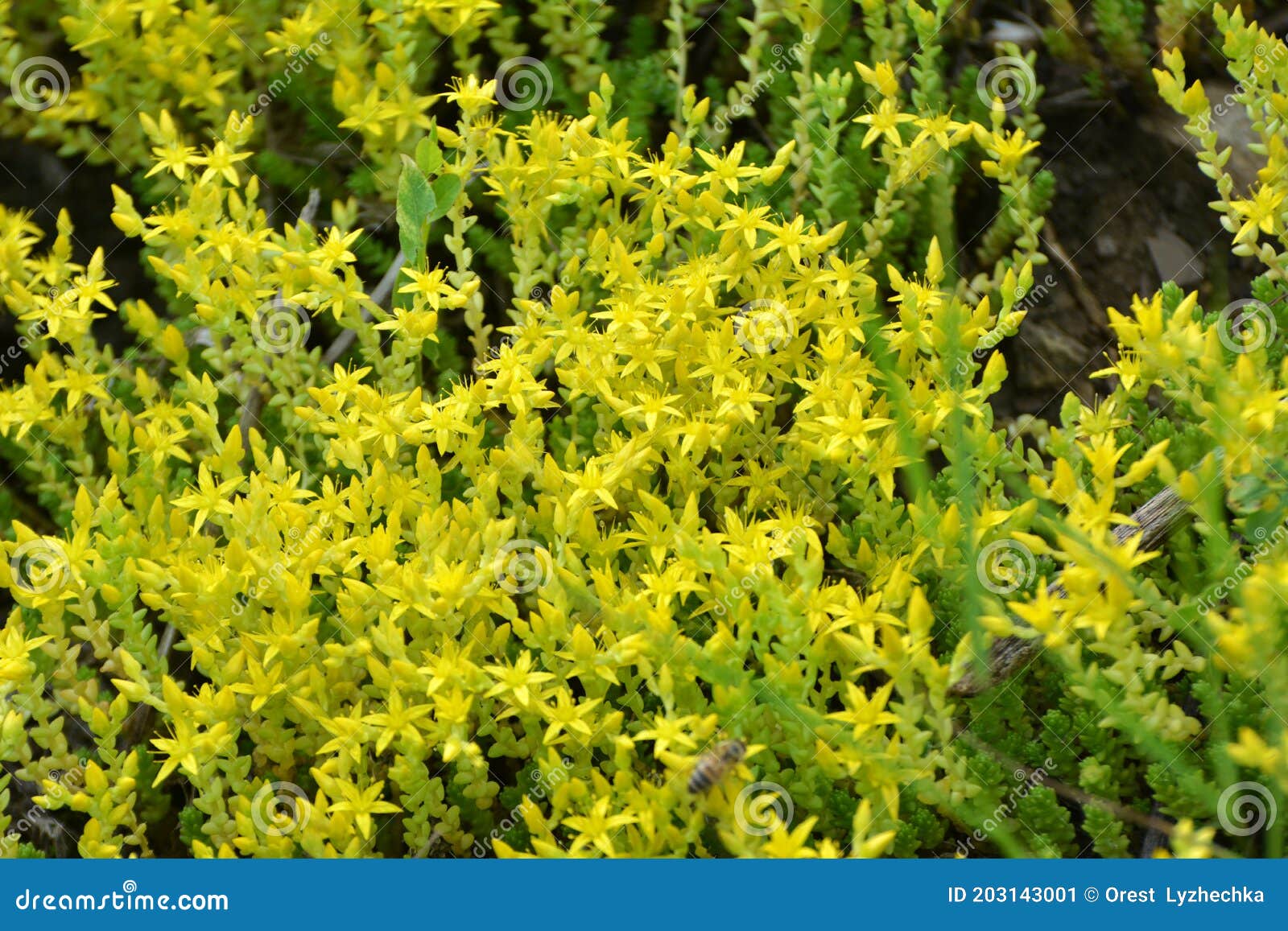 Stonecrop Sedum Acre Grows in the Wild Stock Image - Image of colorful ...