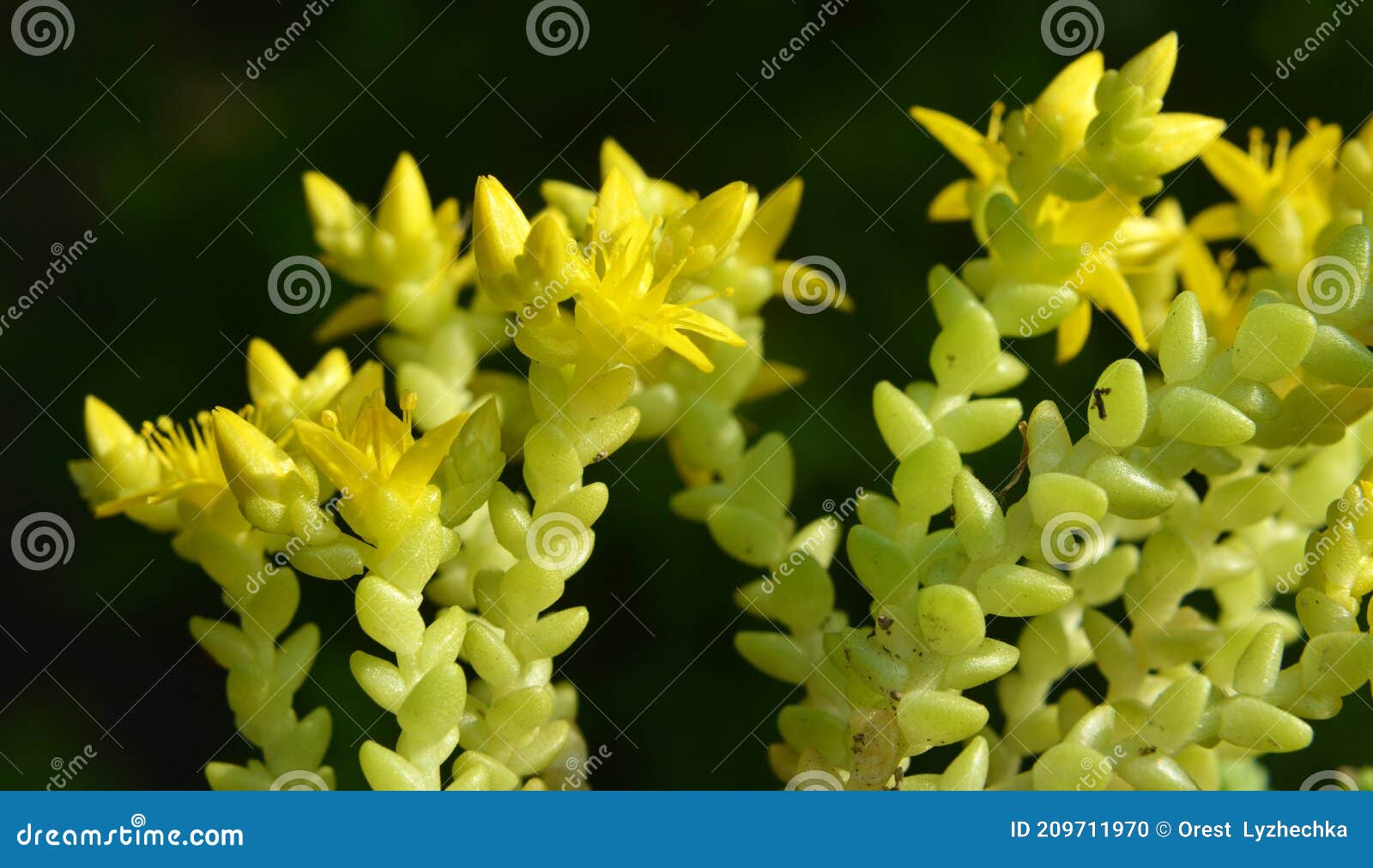 Stonecrop Sedum Acre Grows in the Wild Stock Photo - Image of mossy ...