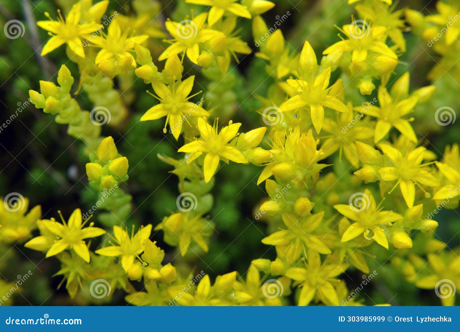 Stonecrop (Sedum Acre) Grows in the Wild Stock Image - Image of closeup ...