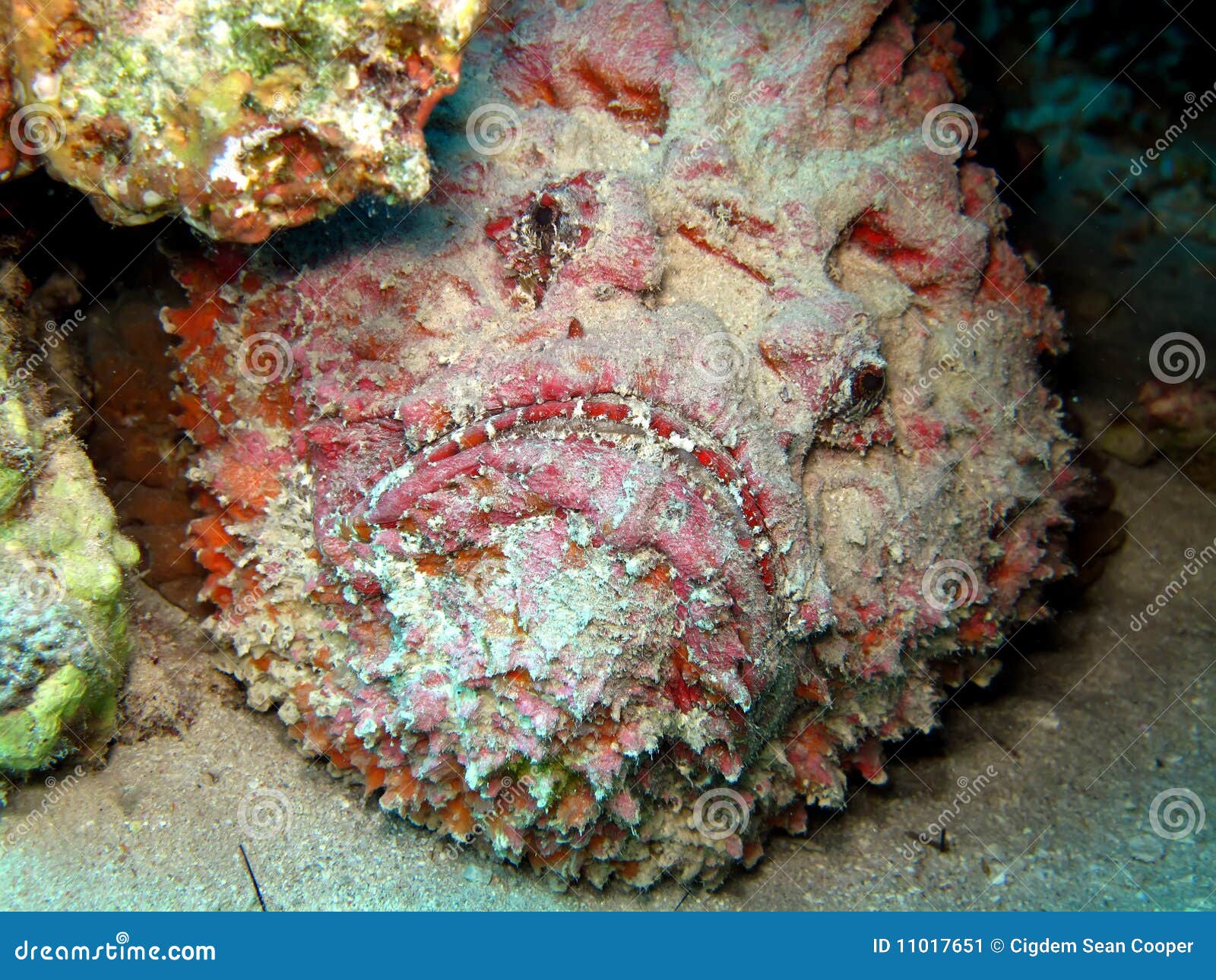 Stonefish stock image. Image of freshness, tropical, relaxation - 11017651