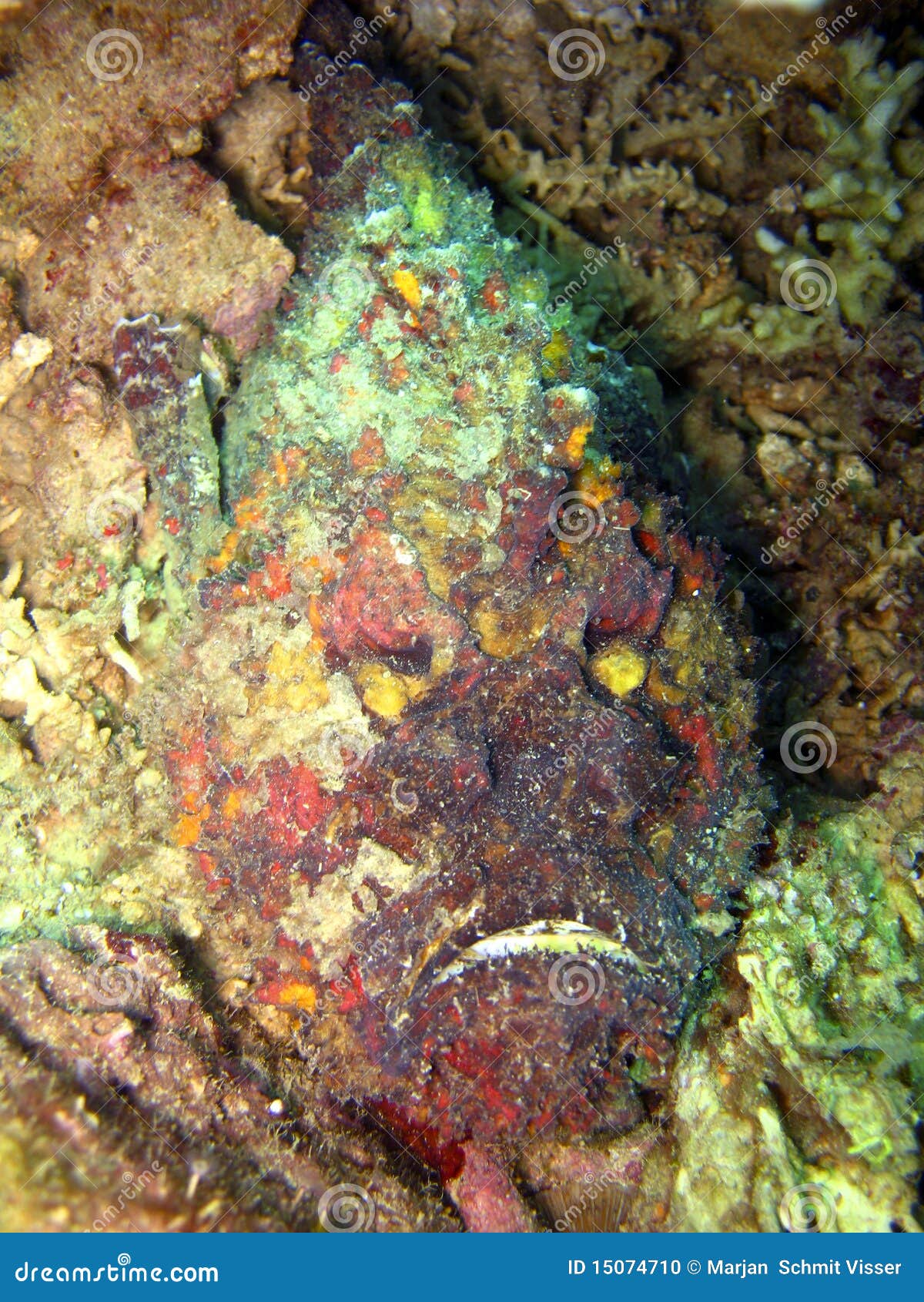 Stonefish Stock Photo - Image: 15074710