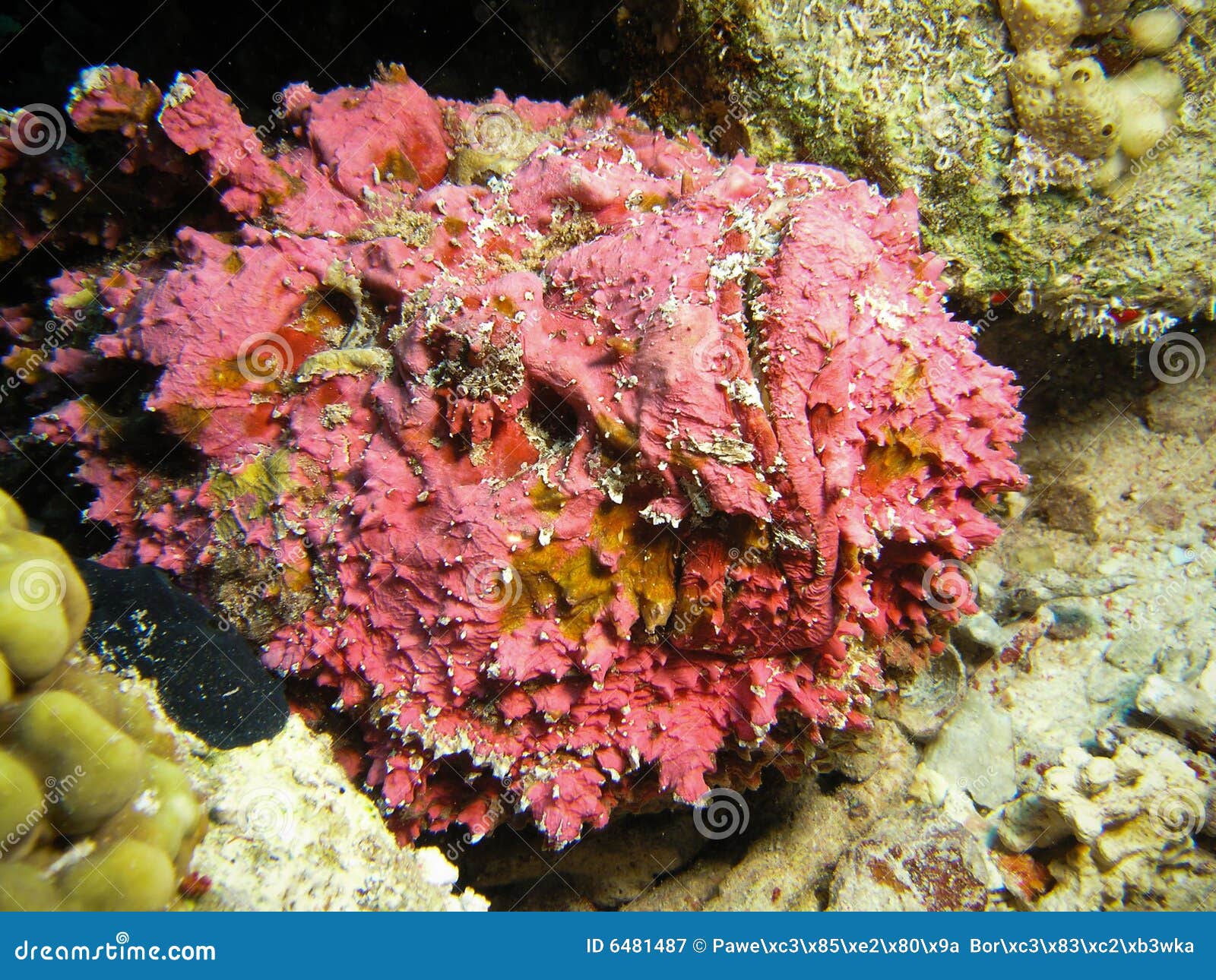 Stonefish stock image. Image of aquatic, exotic, activity - 6481487