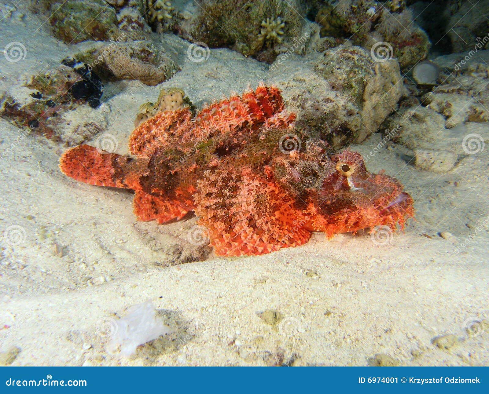 Stonefish stock image. Image of diver, life, transparent - 6974001