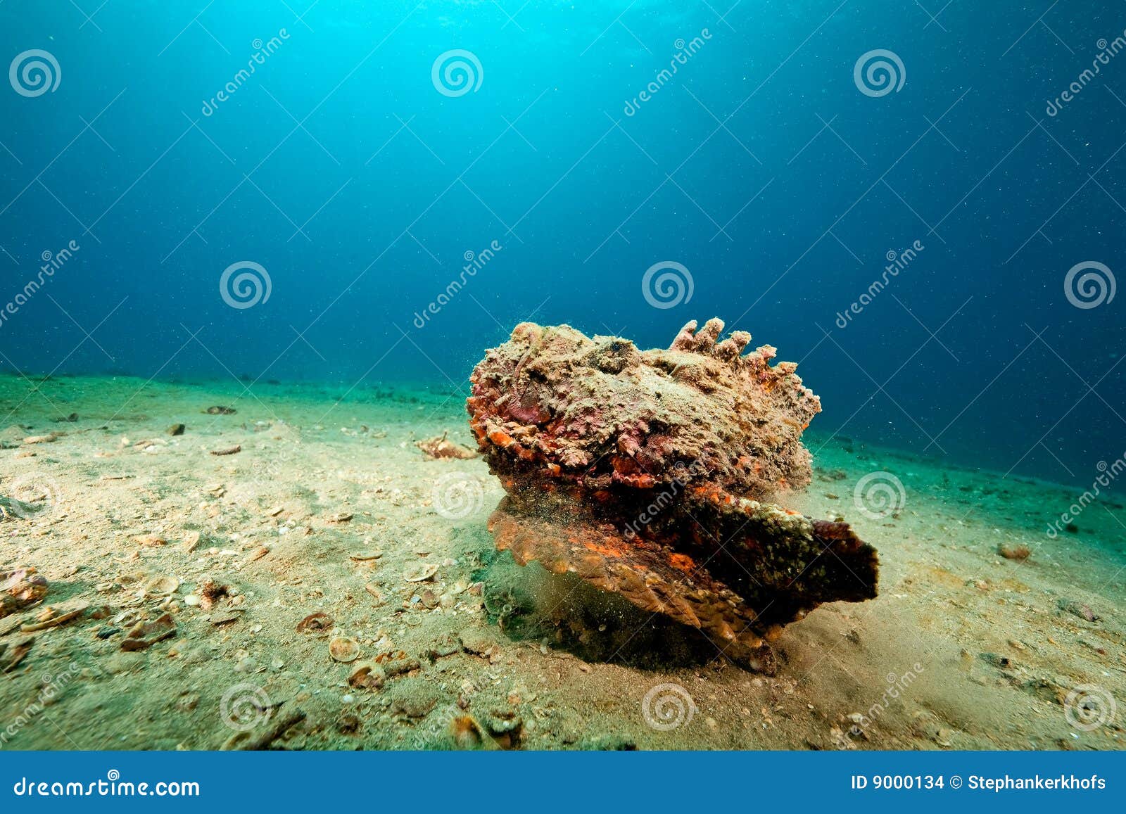 Stonefish stock photo. Image of animal, harmony, bright - 9000134