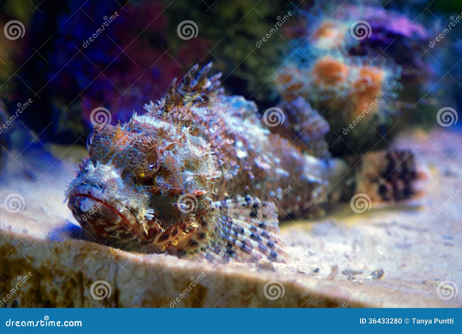 Stonefish stock photo. Image of animal, mouth, hiding - 36433280