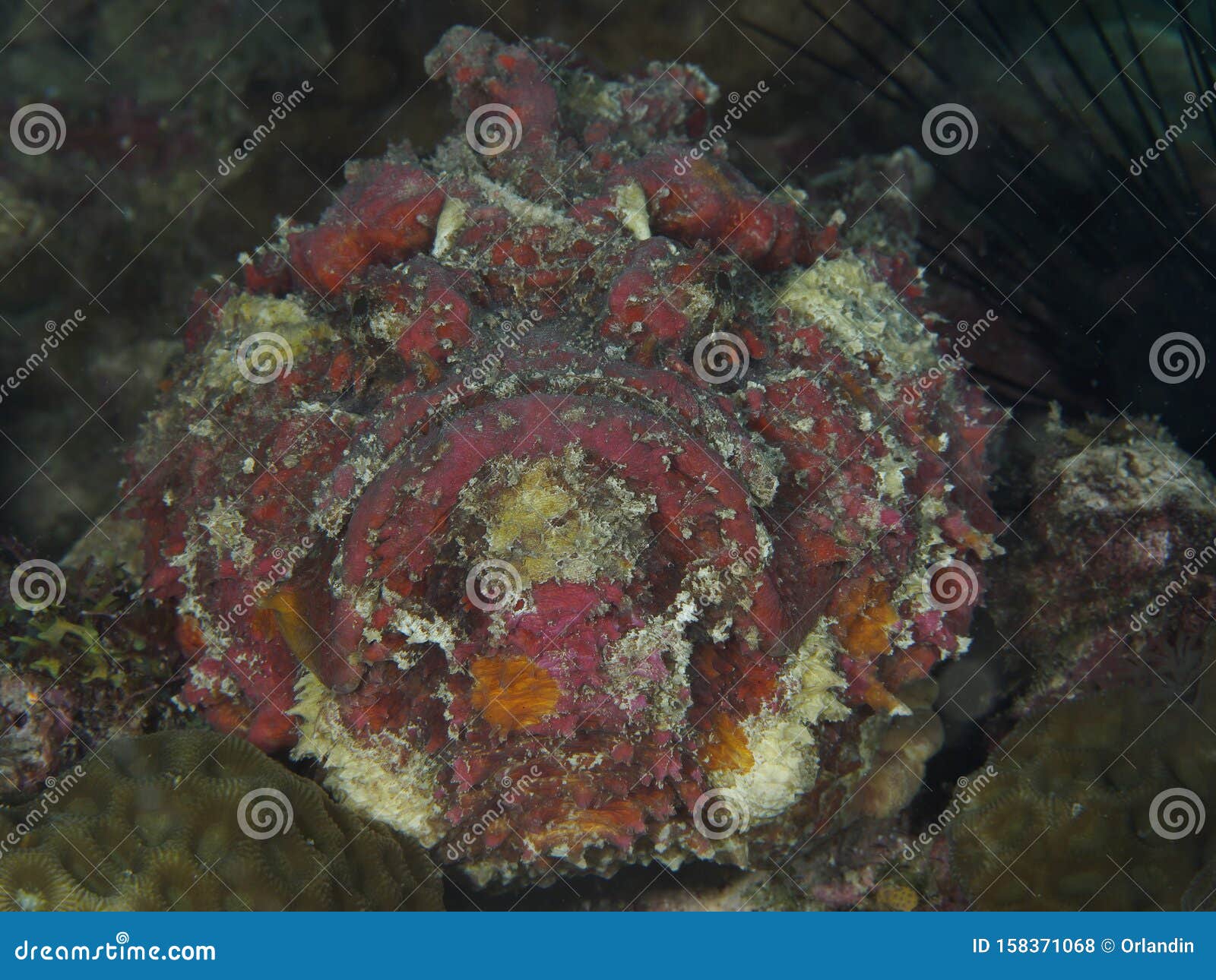 Stonefish stock photo. Image of scuba, wild, undersea - 158371068