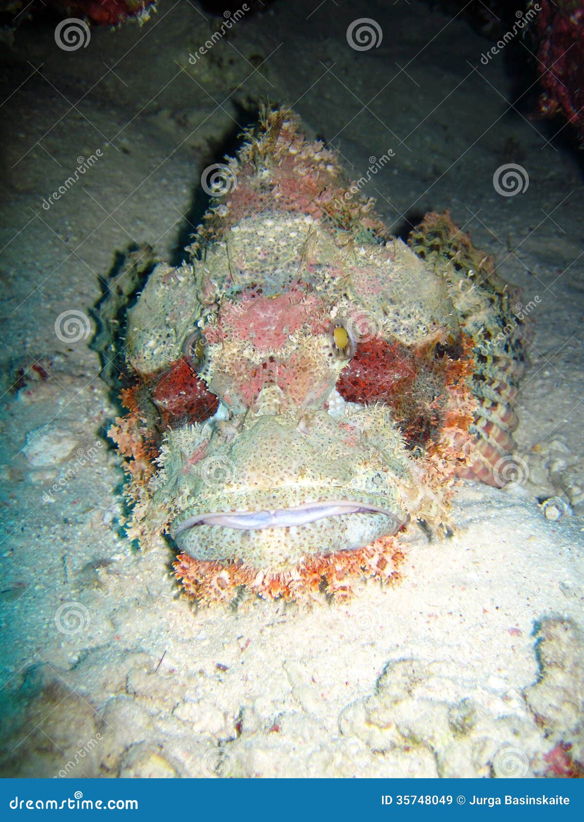 Stonefish stock image. Image of salt, body, nature, background - 35748049