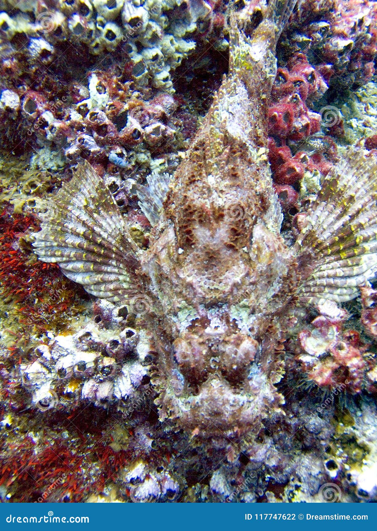 Stonefish on the Coral Reef Stock Photo - Image of wildlife, tropical ...