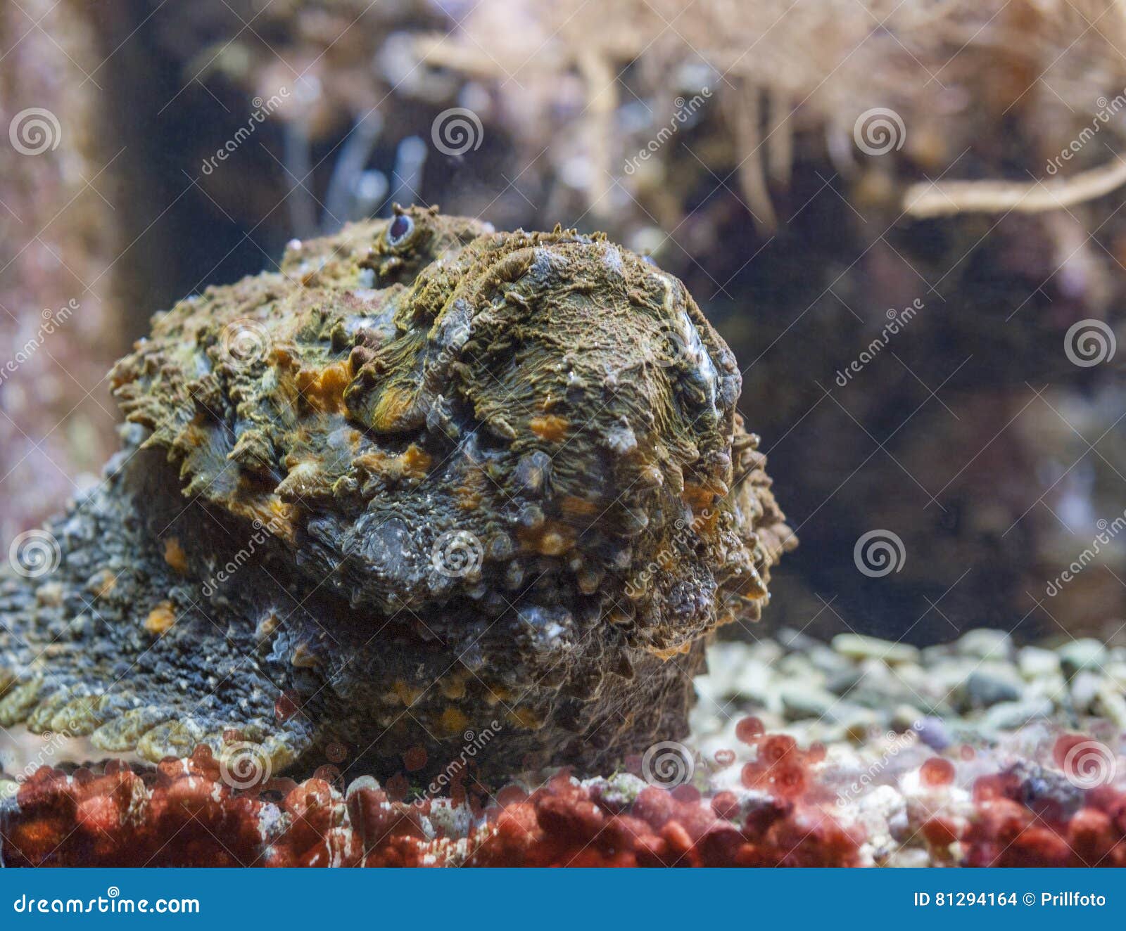 Stonefish portrait stock photo. Image of saltwater, synanceiidae - 81294164