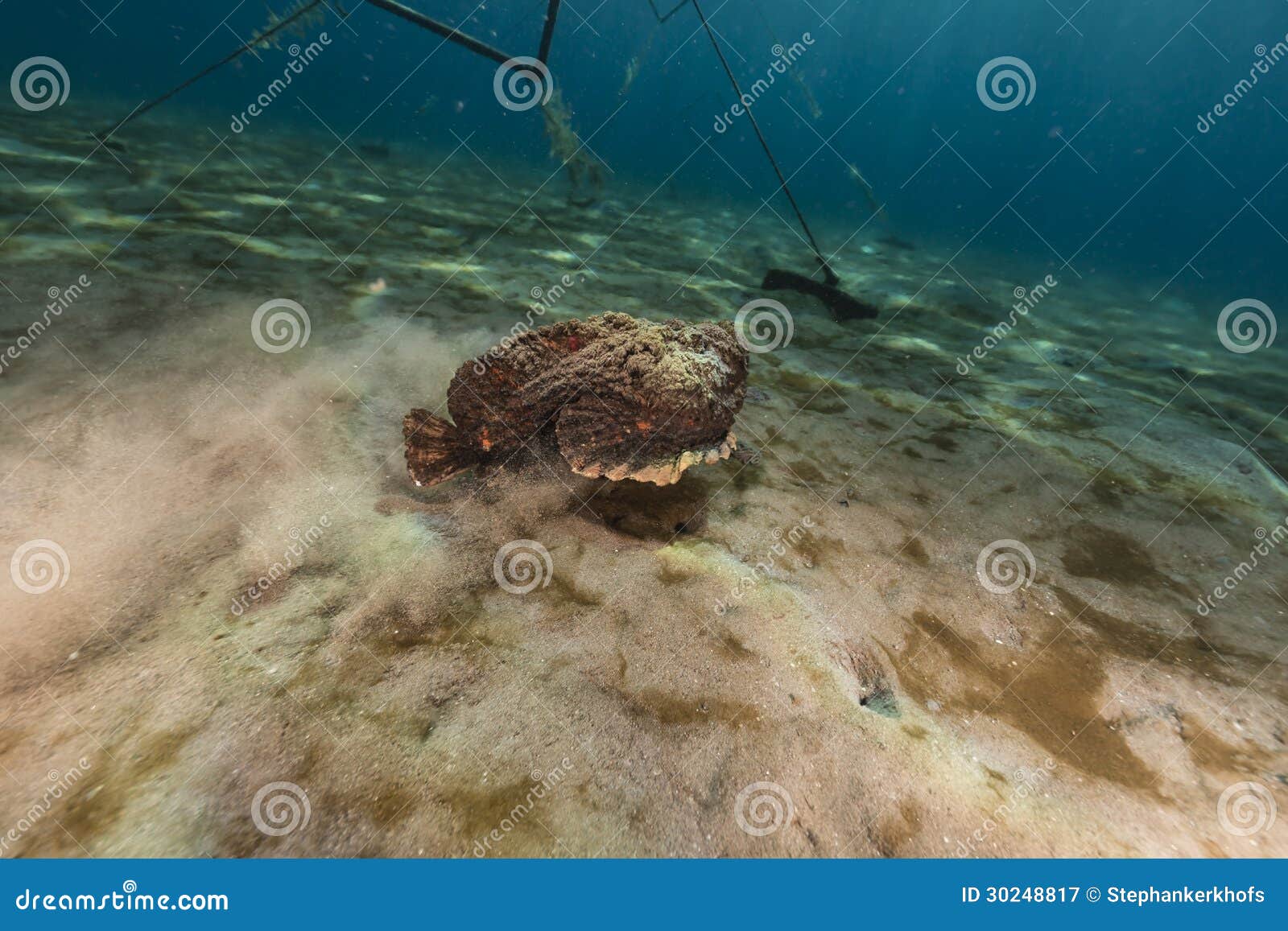 Stonefish (synanceia Verrucosa) in the Red Sea. Stock Image - Image of ...