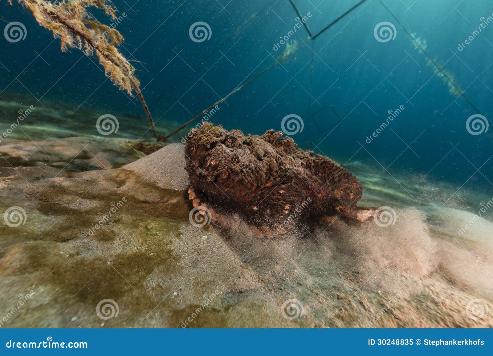 Stonefish (synanceia Verrucosa) in the Red Sea. Stock Image - Image of ...