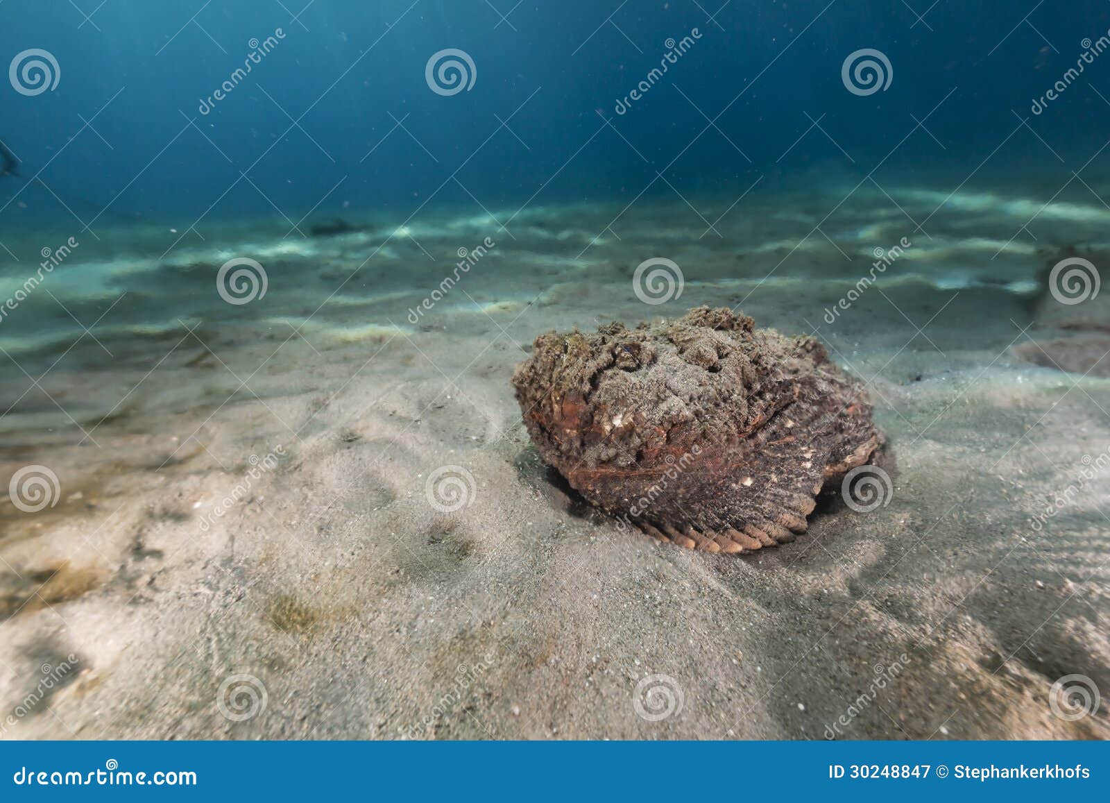 Stonefish (synanceia Verrucosa) in the Red Sea. Stock Image - Image of ...