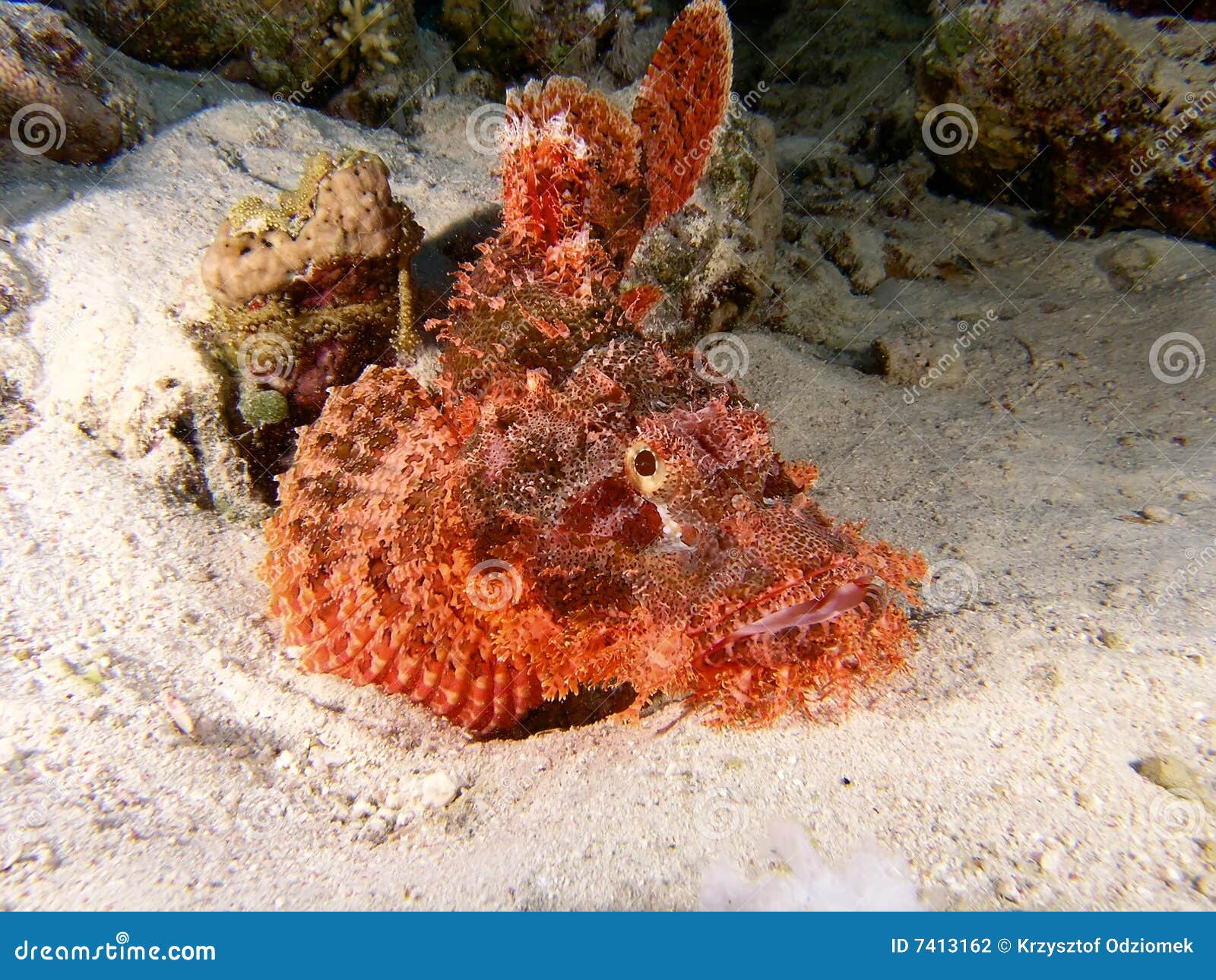 Stonefish on the reef stock photo. Image of grunt, reflect - 7413162