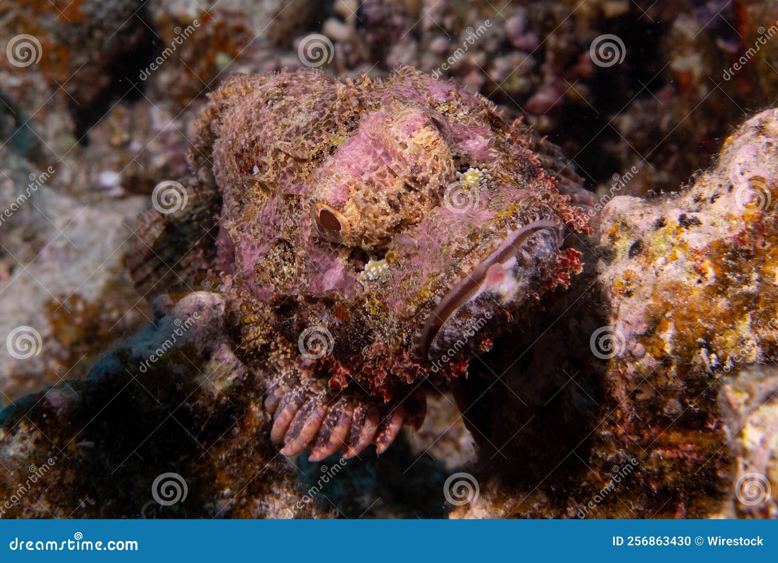 Stonefish Swimming Around a Sharp Textured Coral Reef Under the Sea ...