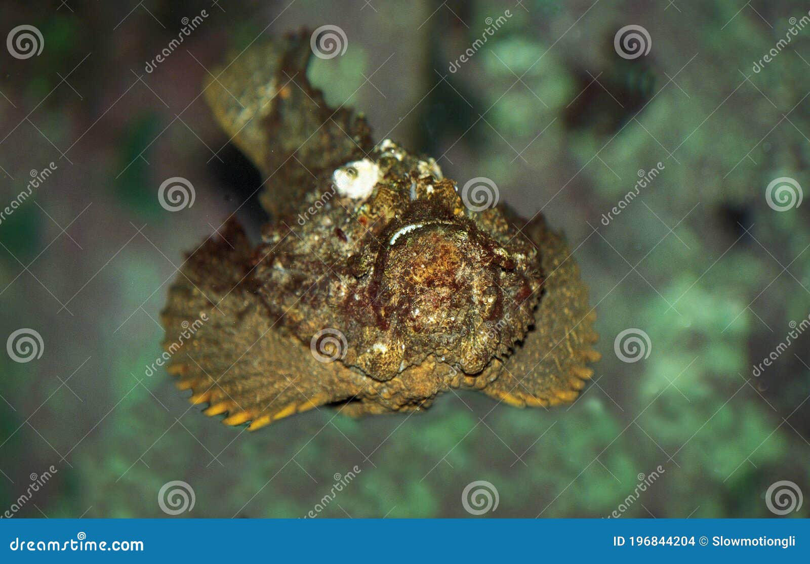 Stonefish, Synanceia Verrucosa, Australia Stock Photo - Image of ...
