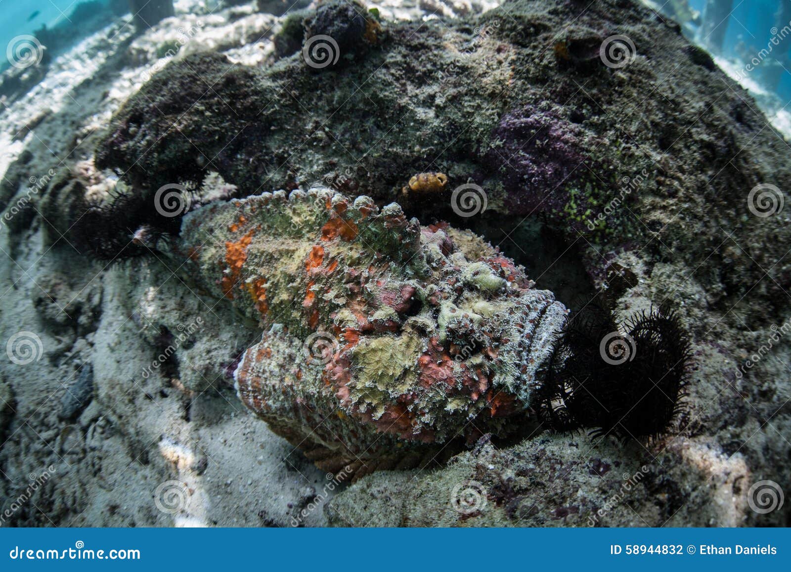 Stonefish venimeux photo stock. Image du compartiment - 58944832