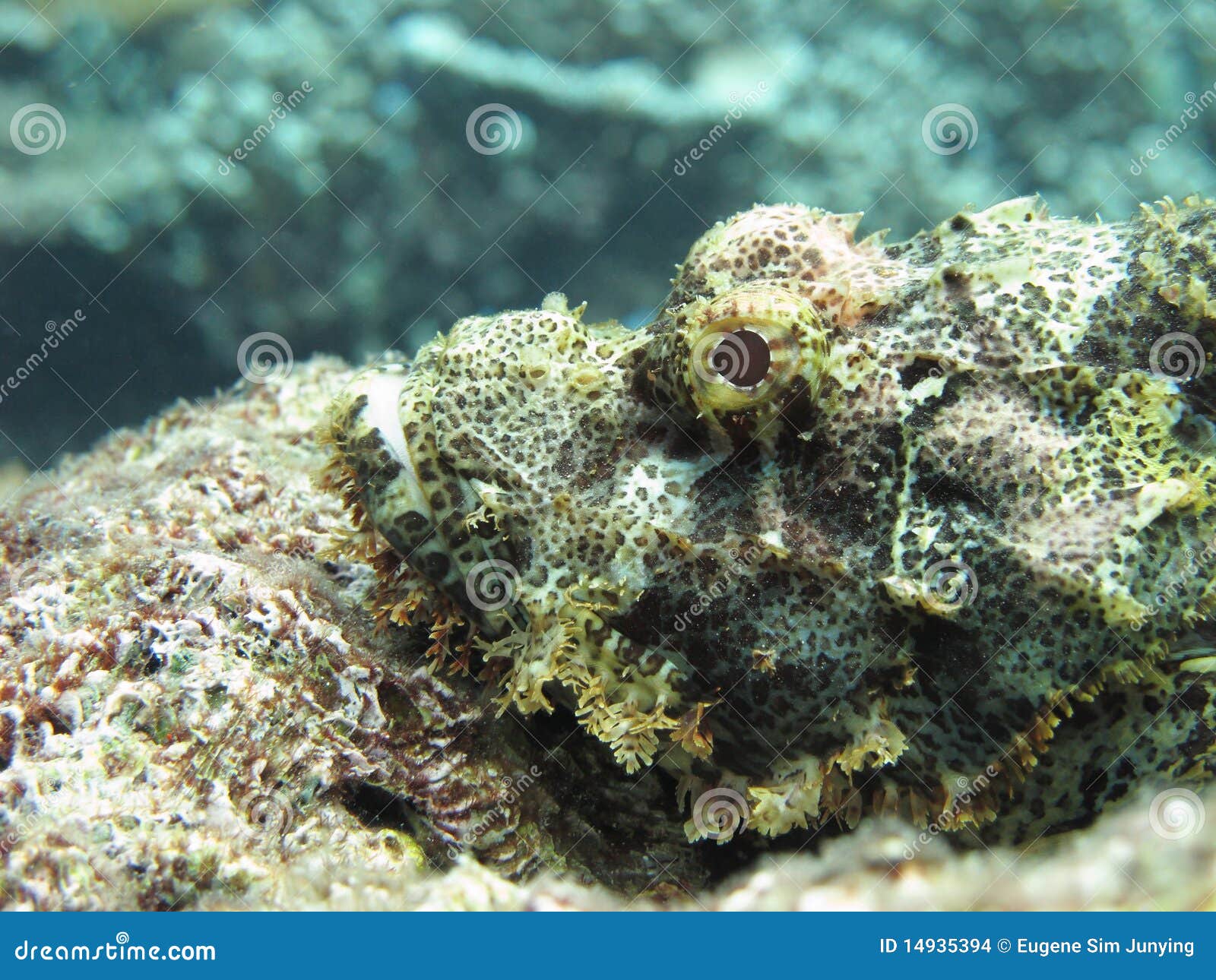 Stonefish in wait stock photo. Image of predator, scuba - 14935394