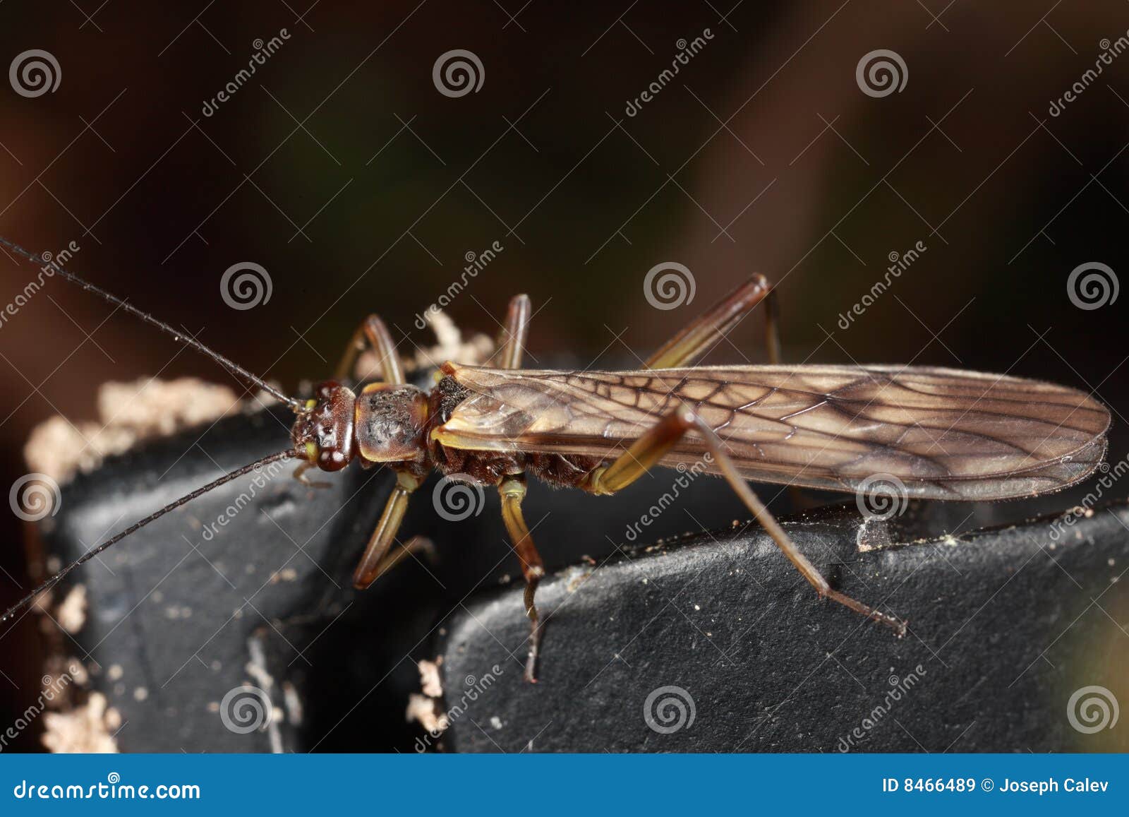 Stonefly stock image. Image of macro, closeup, pattern - 8466489