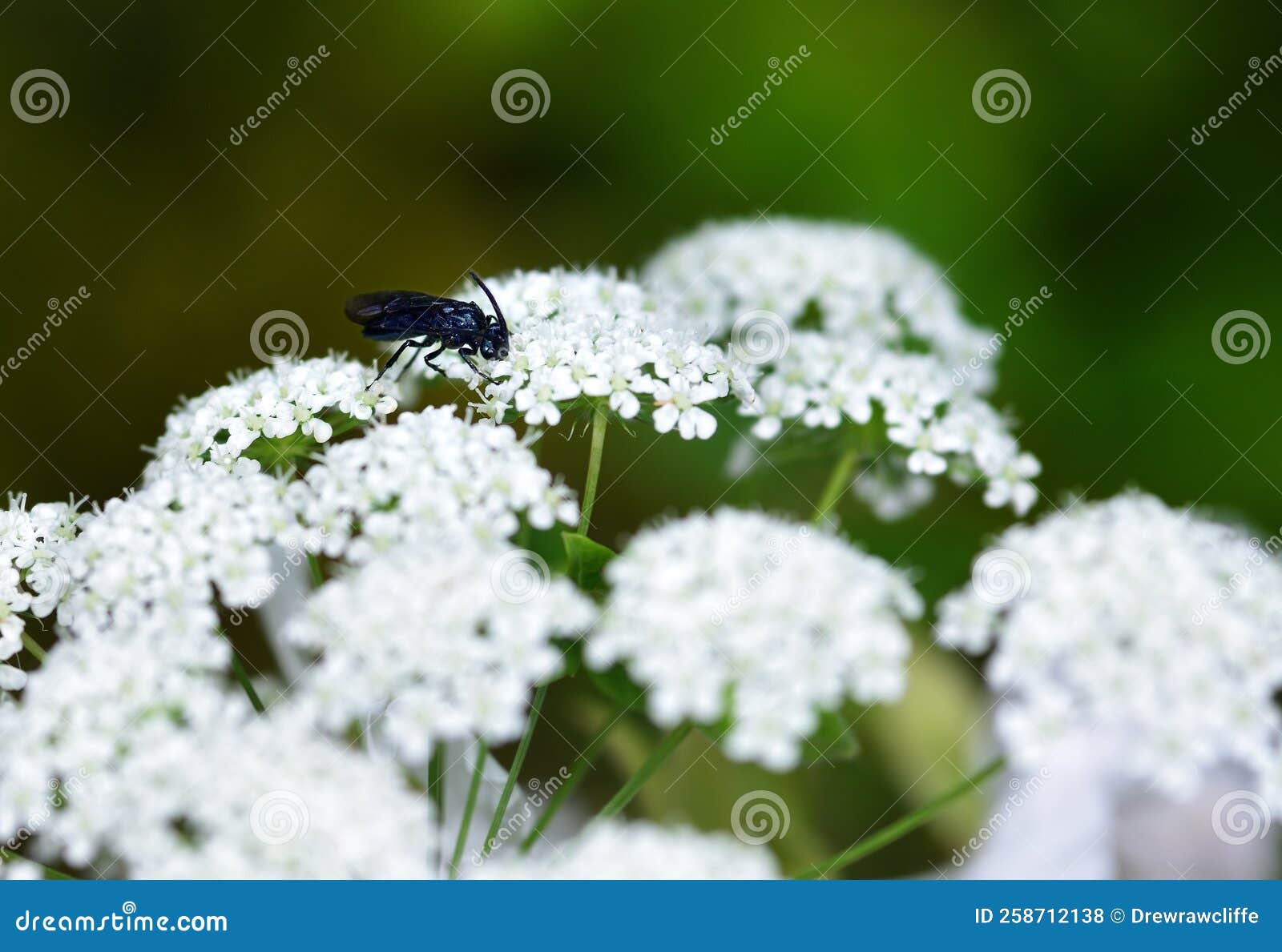 Stonefly Fly Resting on a Leaf Stock Photo - Image of summer, small ...