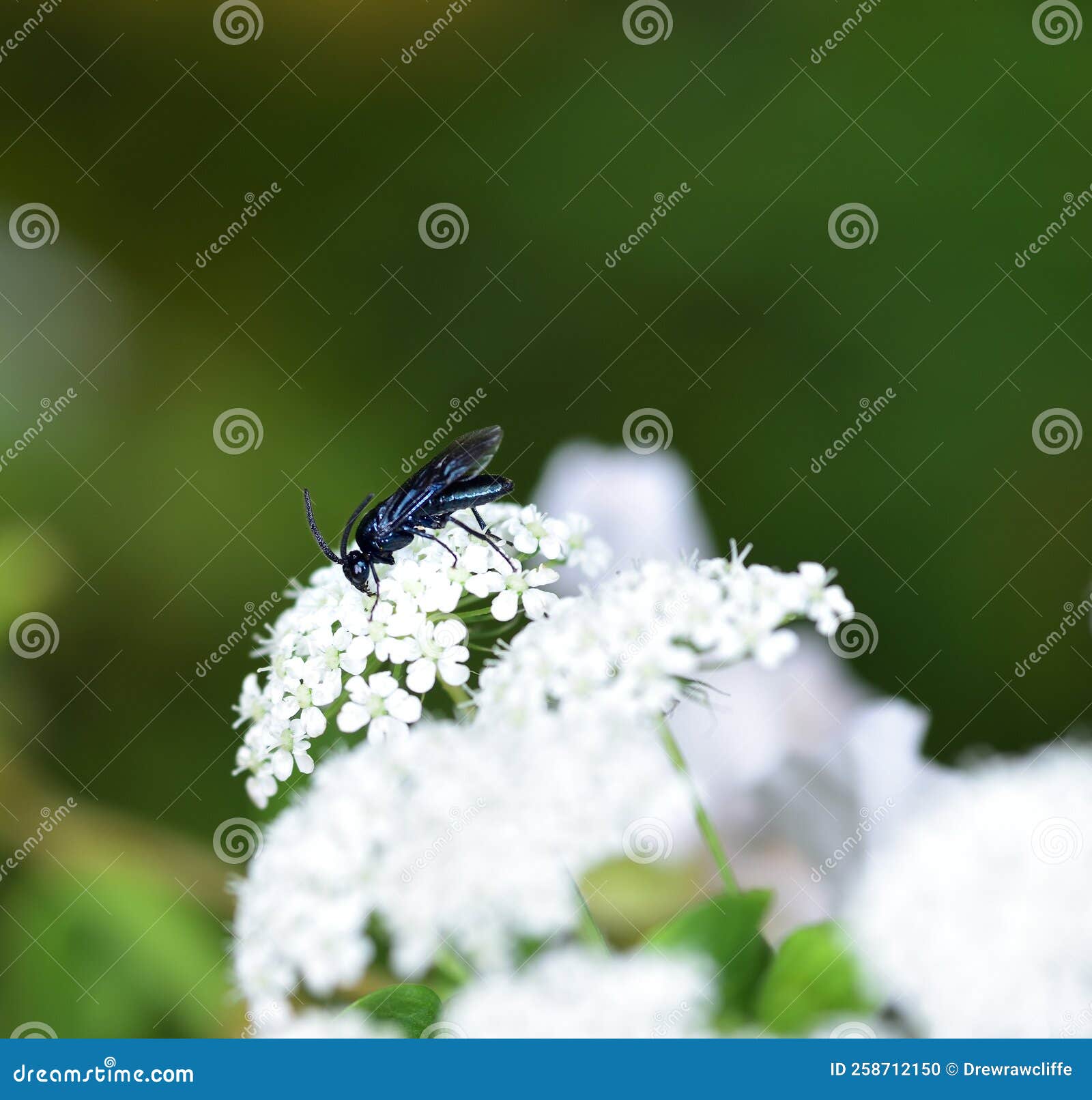 Stonefly Fly Resting on a Leaf Stock Photo - Image of domestica ...
