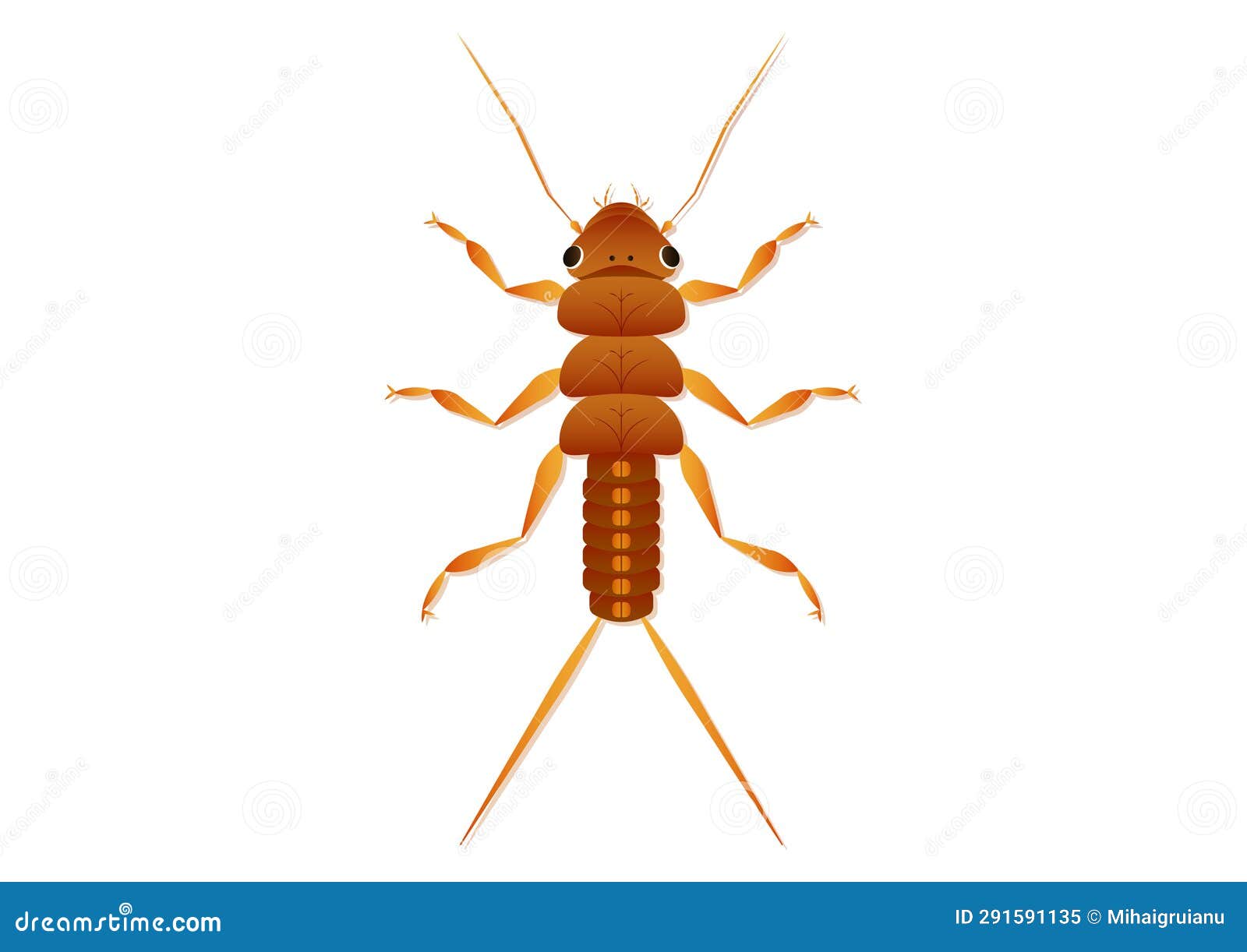 Stonefly Nymph Insect Vector Art Isolated on White Background Stock ... Stonefly Nymph Insect Vector Art Isolated on White Background Stock ...