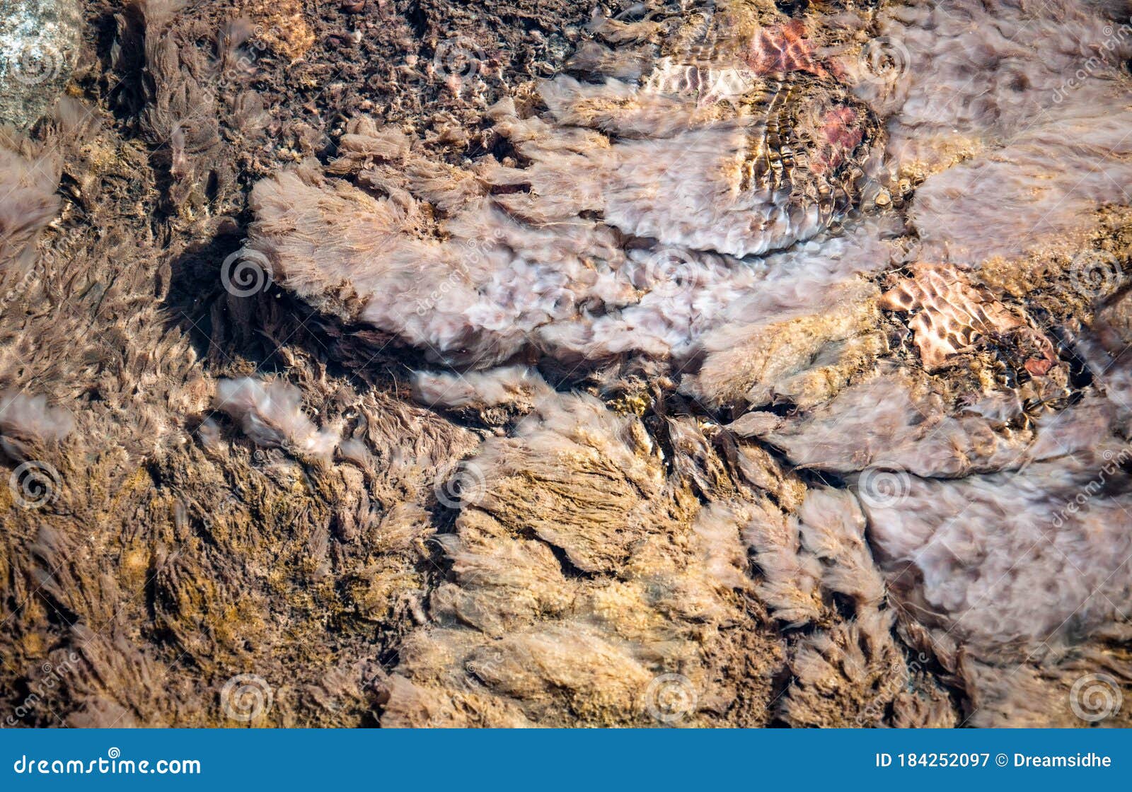 Red Algae Under The Microscope Royalty-Free Stock Photo | CartoonDealer ...
