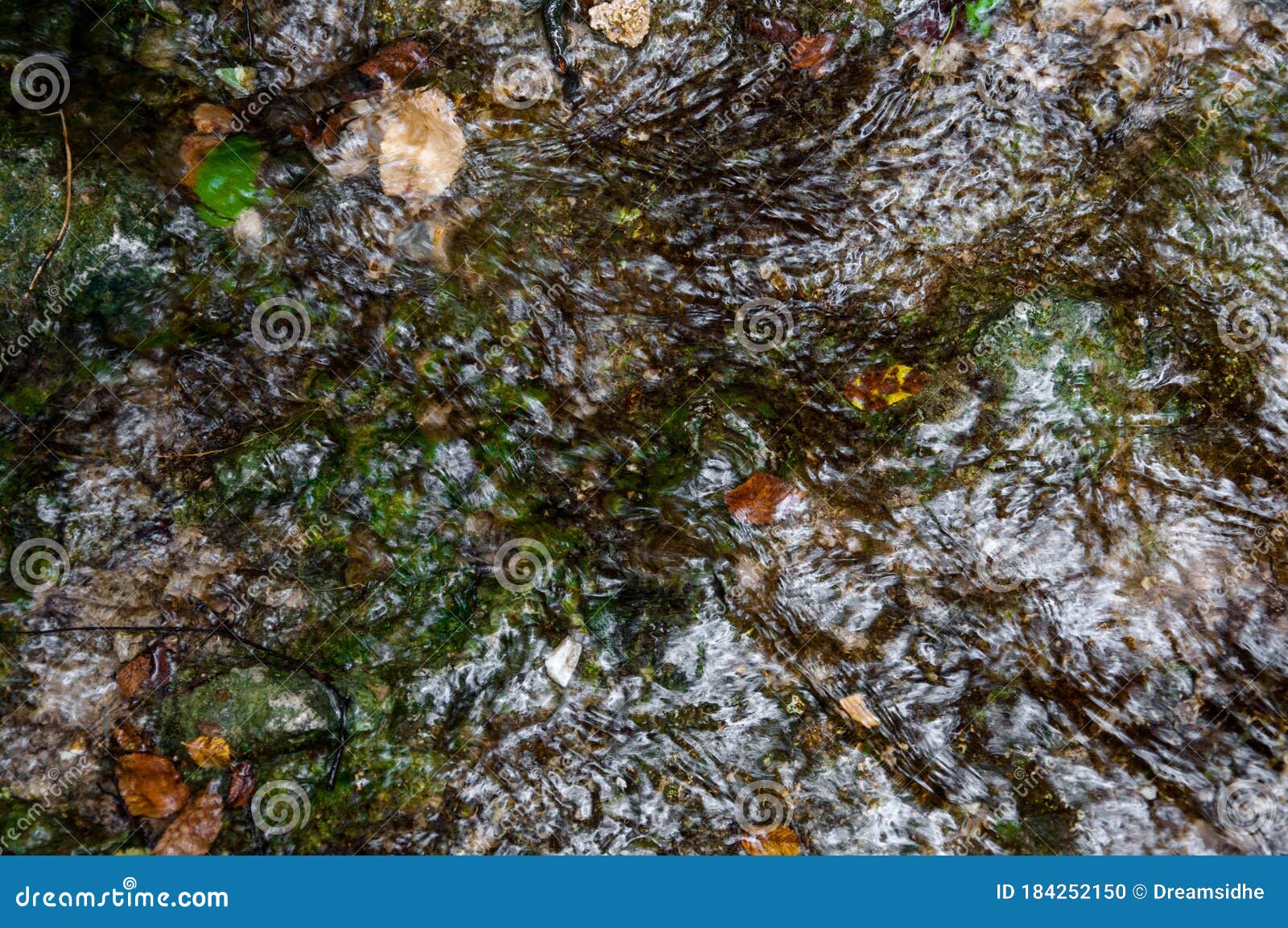 Red Algae Under The Microscope Royalty-Free Stock Photo | CartoonDealer ...