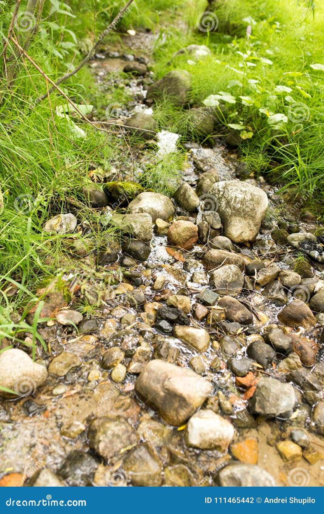 Stones in the Brook on the Nature Stock Photo - Image of moss ...