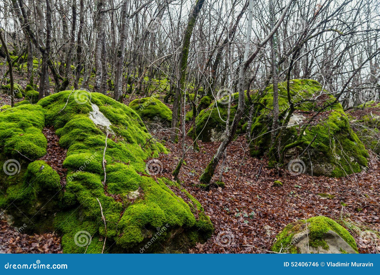 Stones covered with moss stock photo. Image of environment - 52406746
