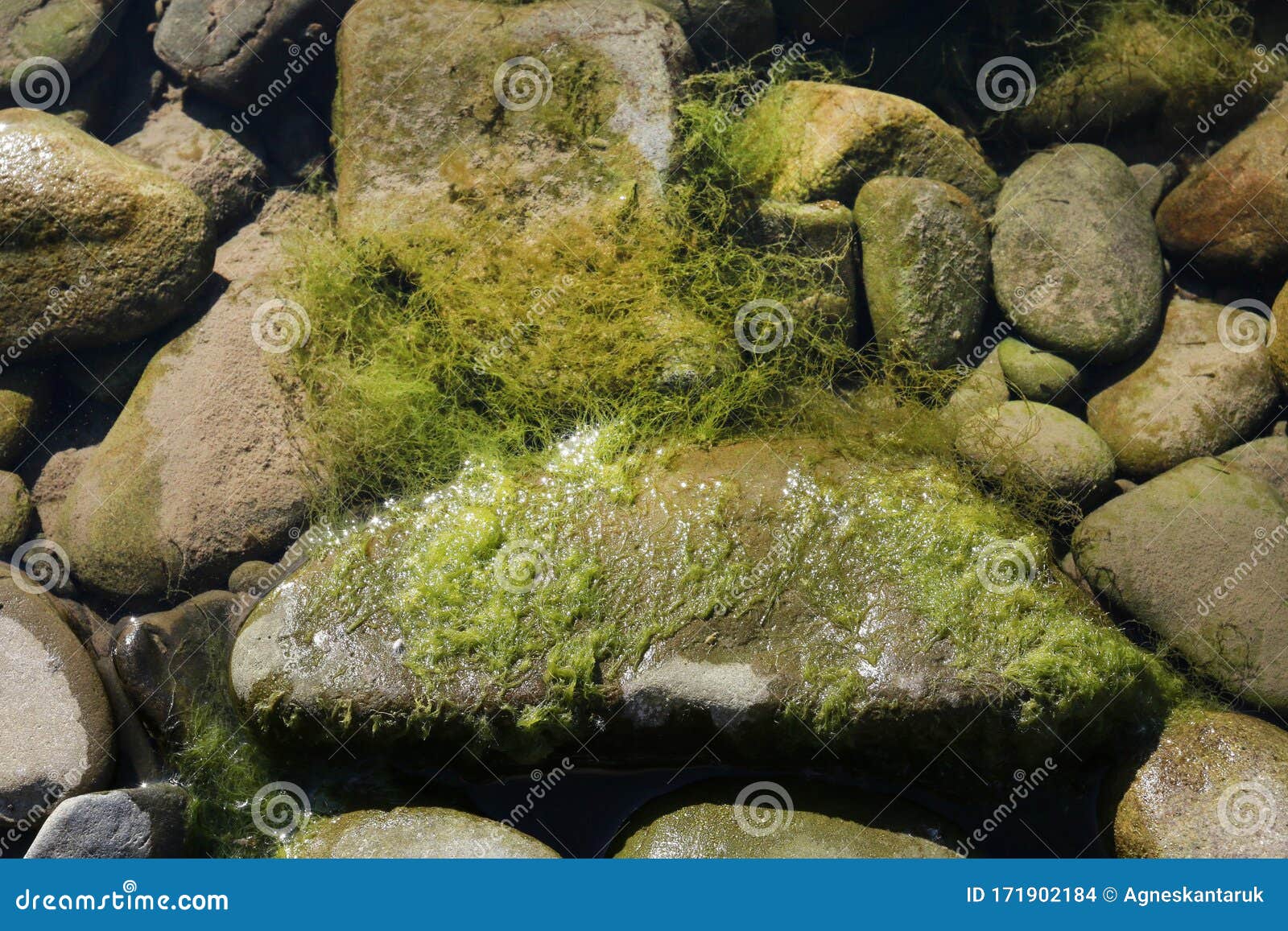 Stones Covered with Moss Lying Underwater Stock Photo - Image of ...