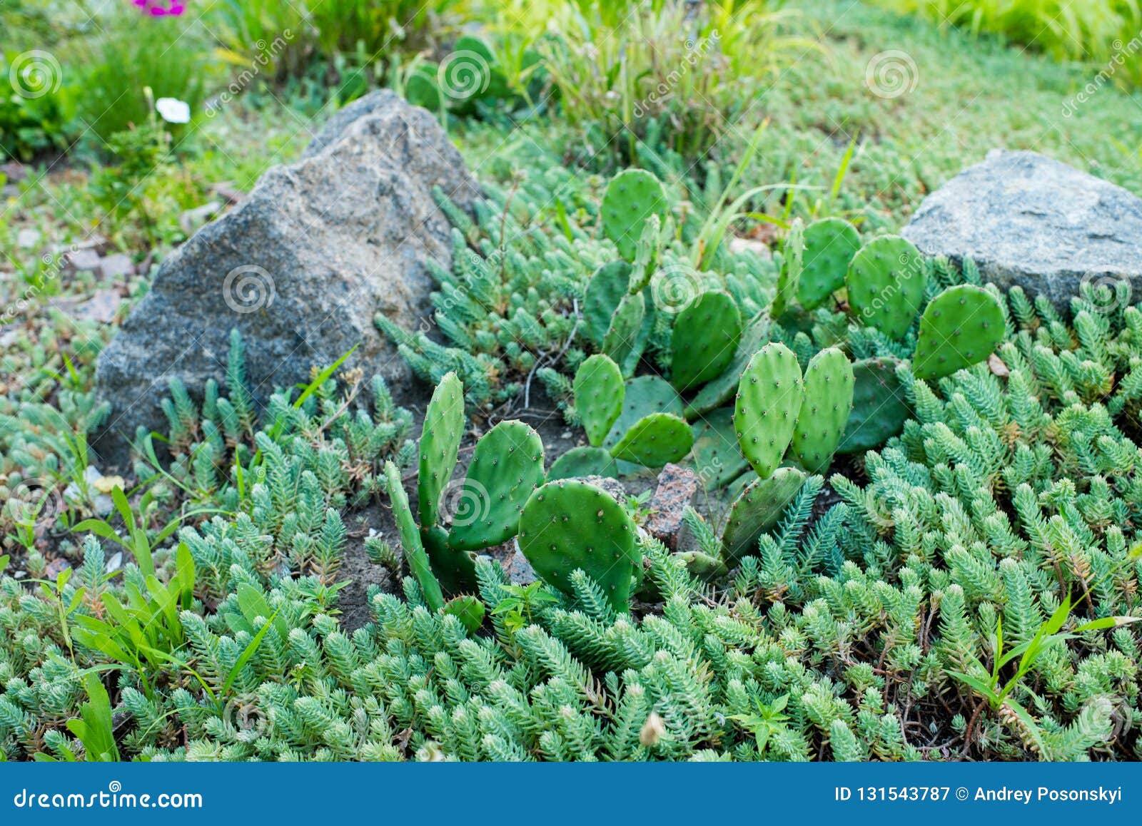 Stones and Decorative Bushes in Landscape Design Stock Image - Image of ...
