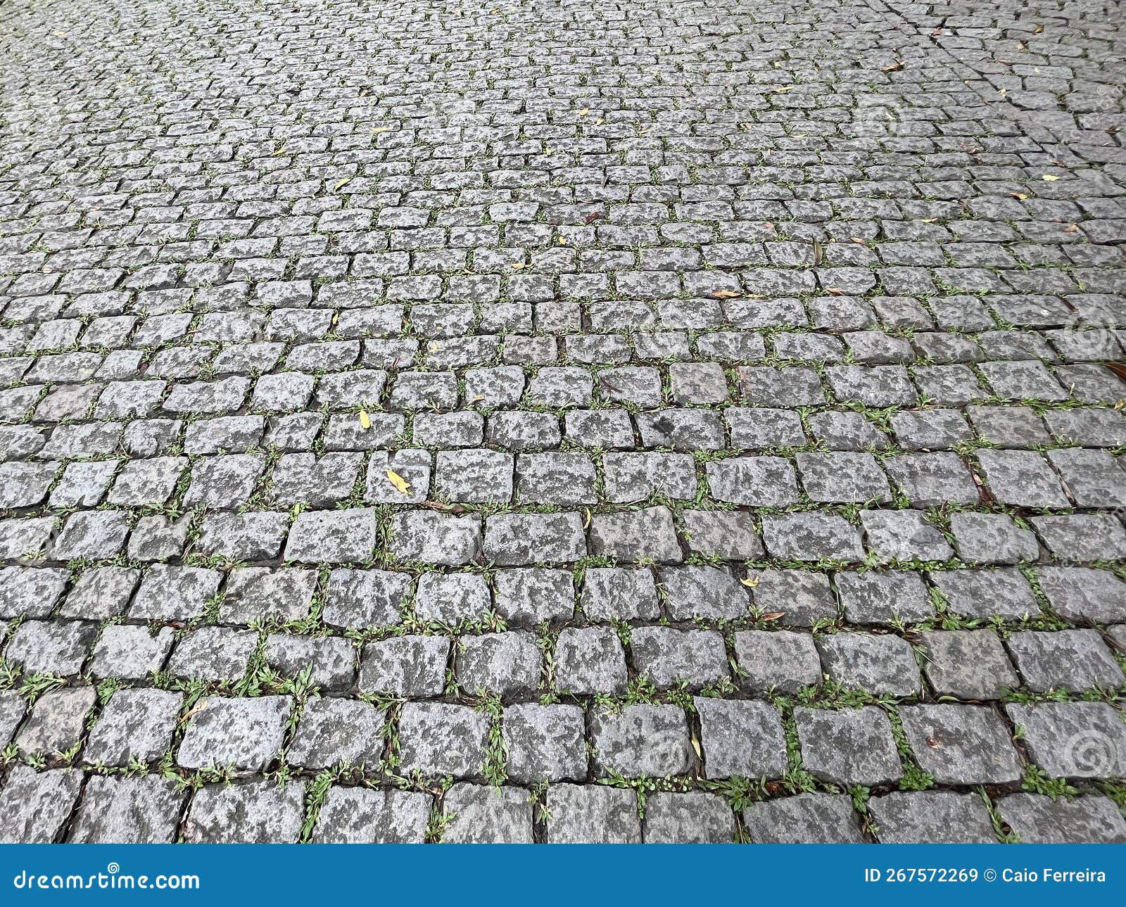Stones Floor Fitted Together Full of Plants Growing in Their Openings ...