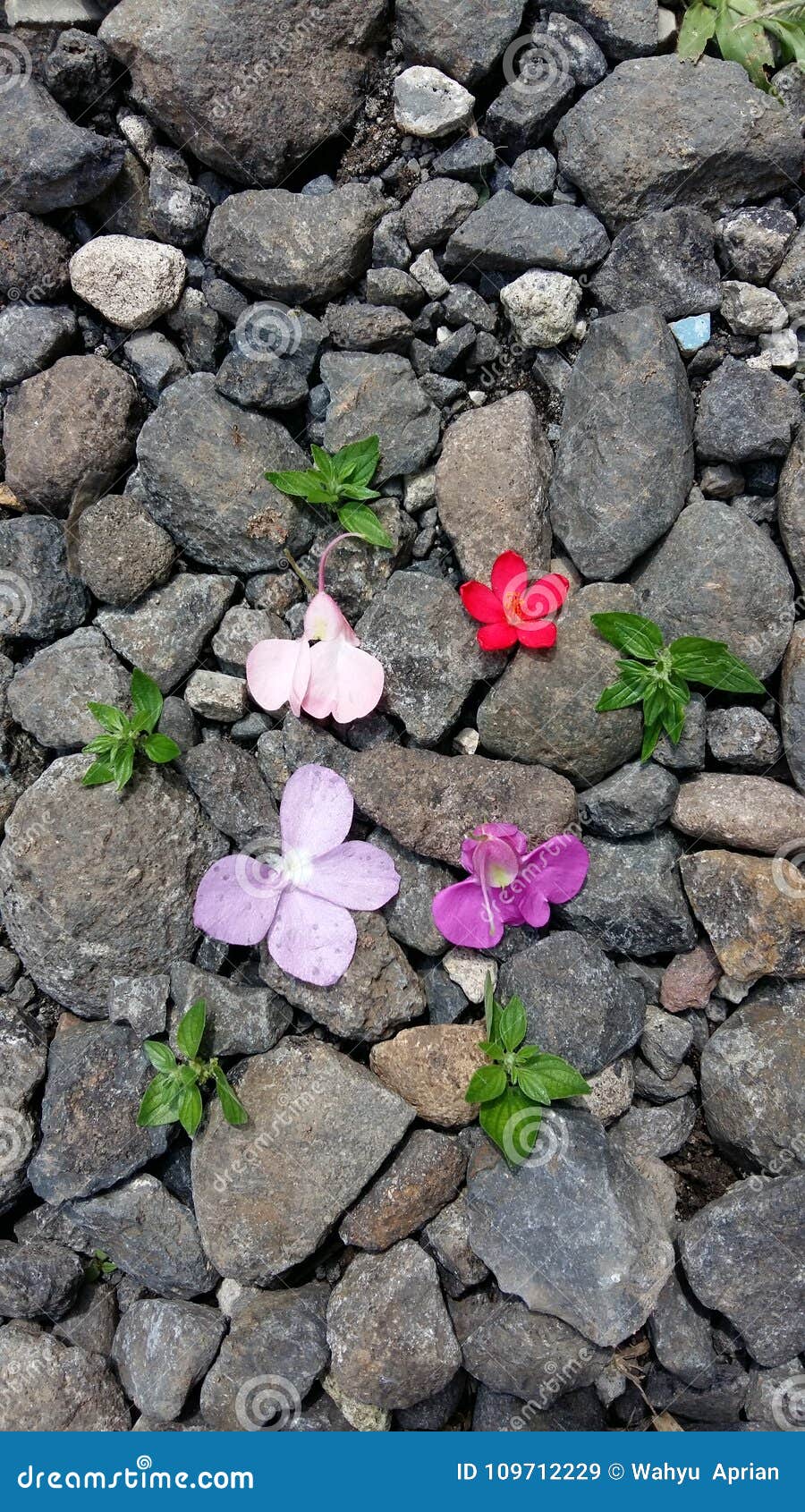 Stones and flower stock image. Image of combinations - 109712229