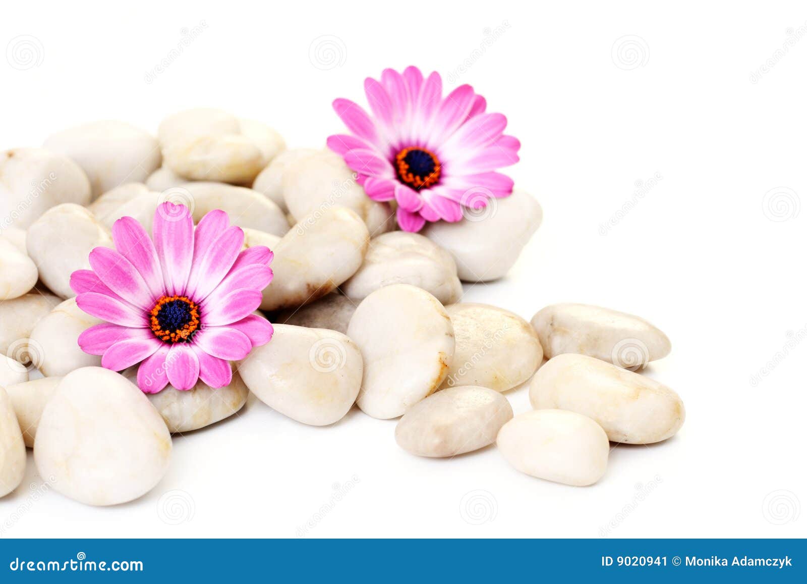 Stones and flowers stock image. Image of flower, healthy - 9020941