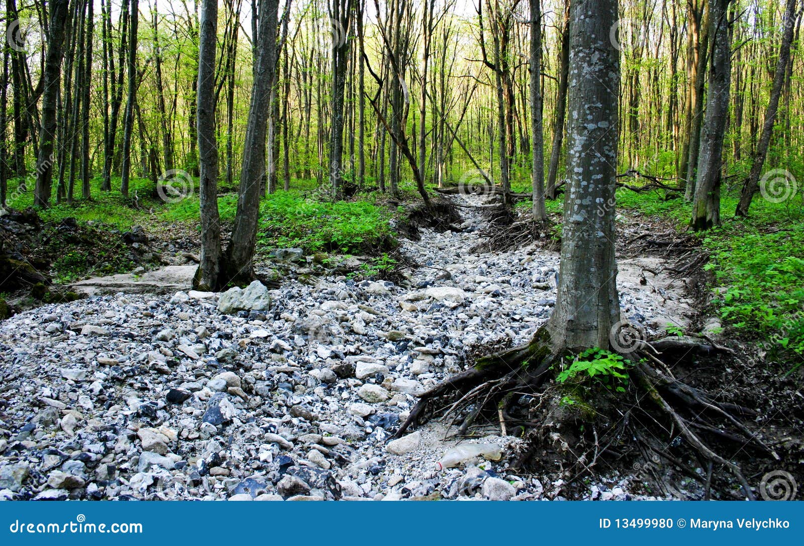 Stones in a forest stock photo. Image of road, idyllic - 13499980