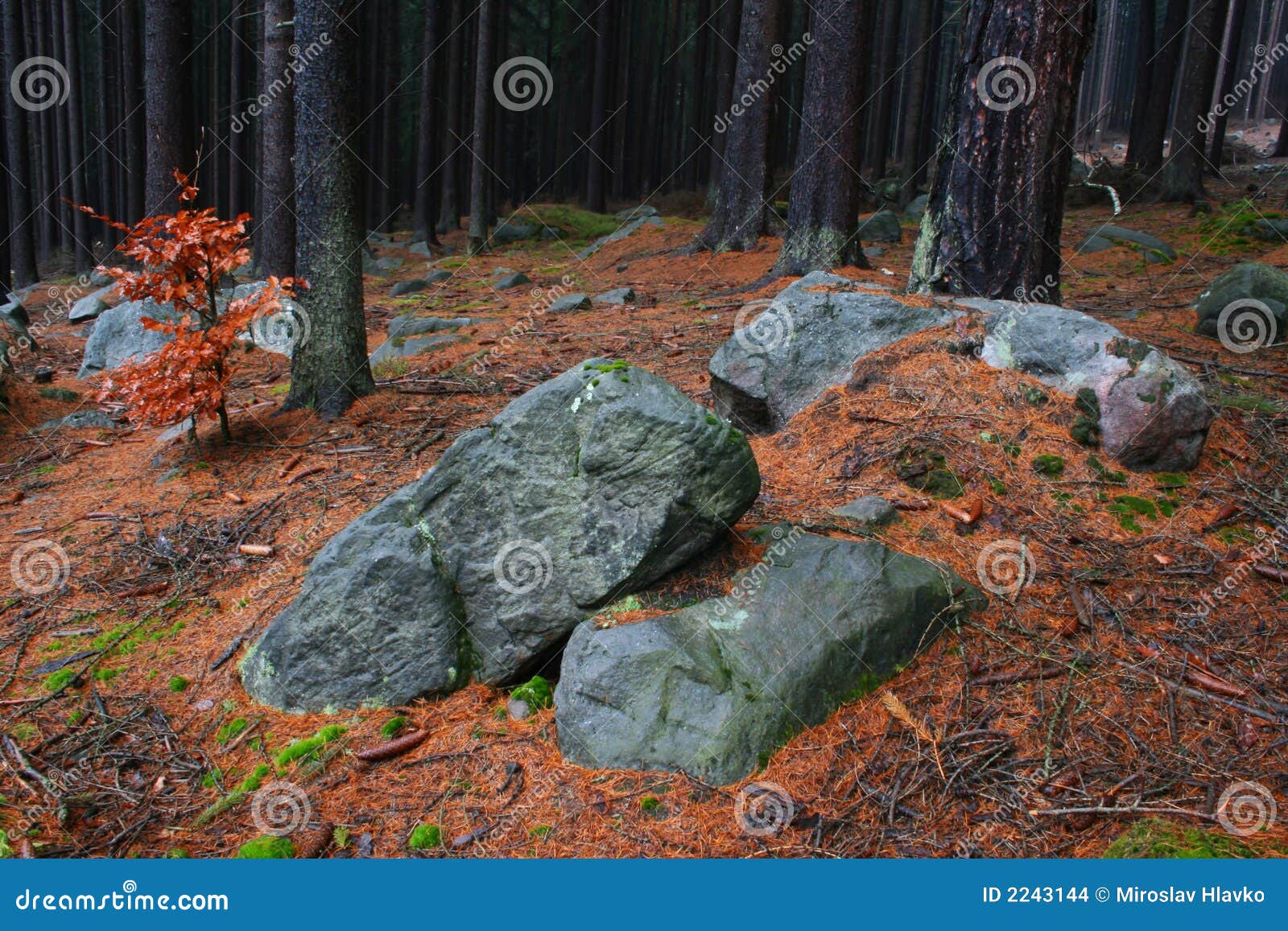 Stones In Forest Picture. Image: 2243144