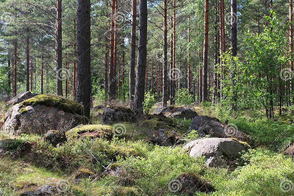 Stones in forest four stock photo. Image of forestry - 154602648
