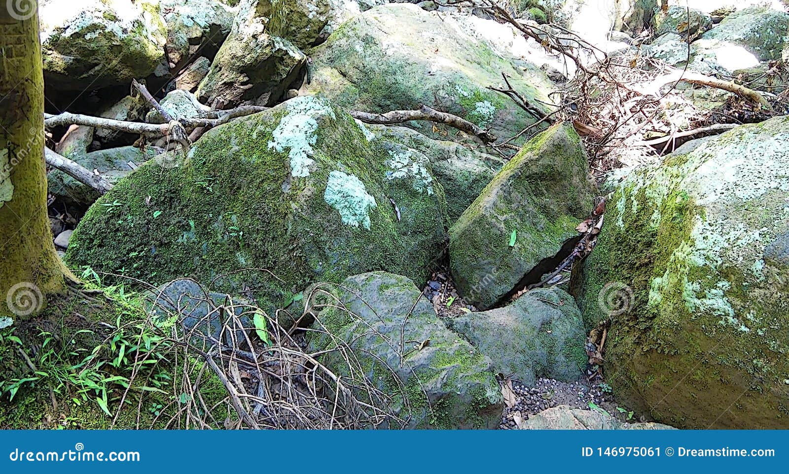 Stones in forest stock image. Image of forest, rocks - 146975061
