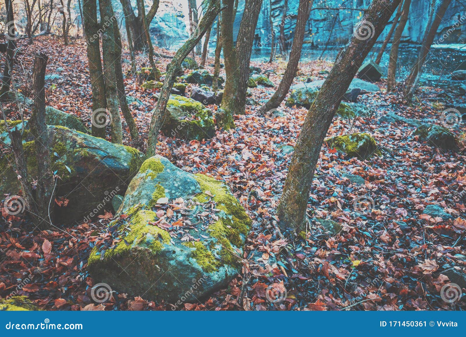 Stones in the Forest by the River Stock Image - Image of water ...