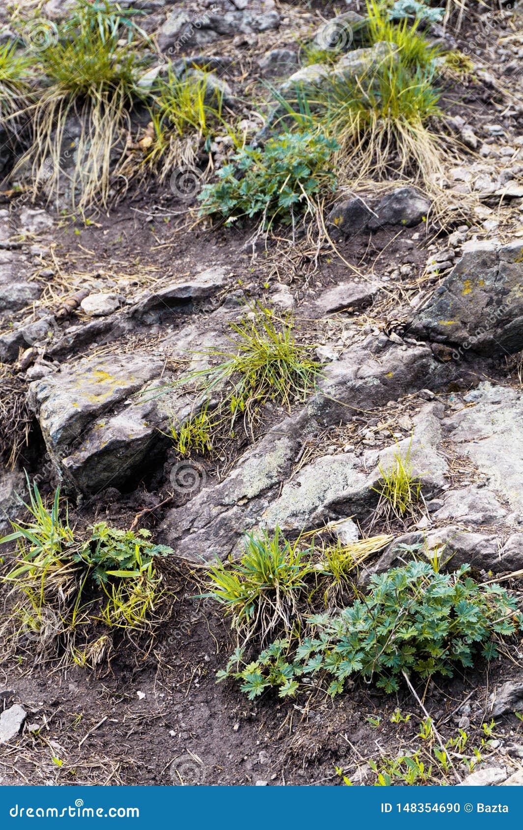 Close Up View of the Forest Ground with a Stone and Grass on it Stock ...