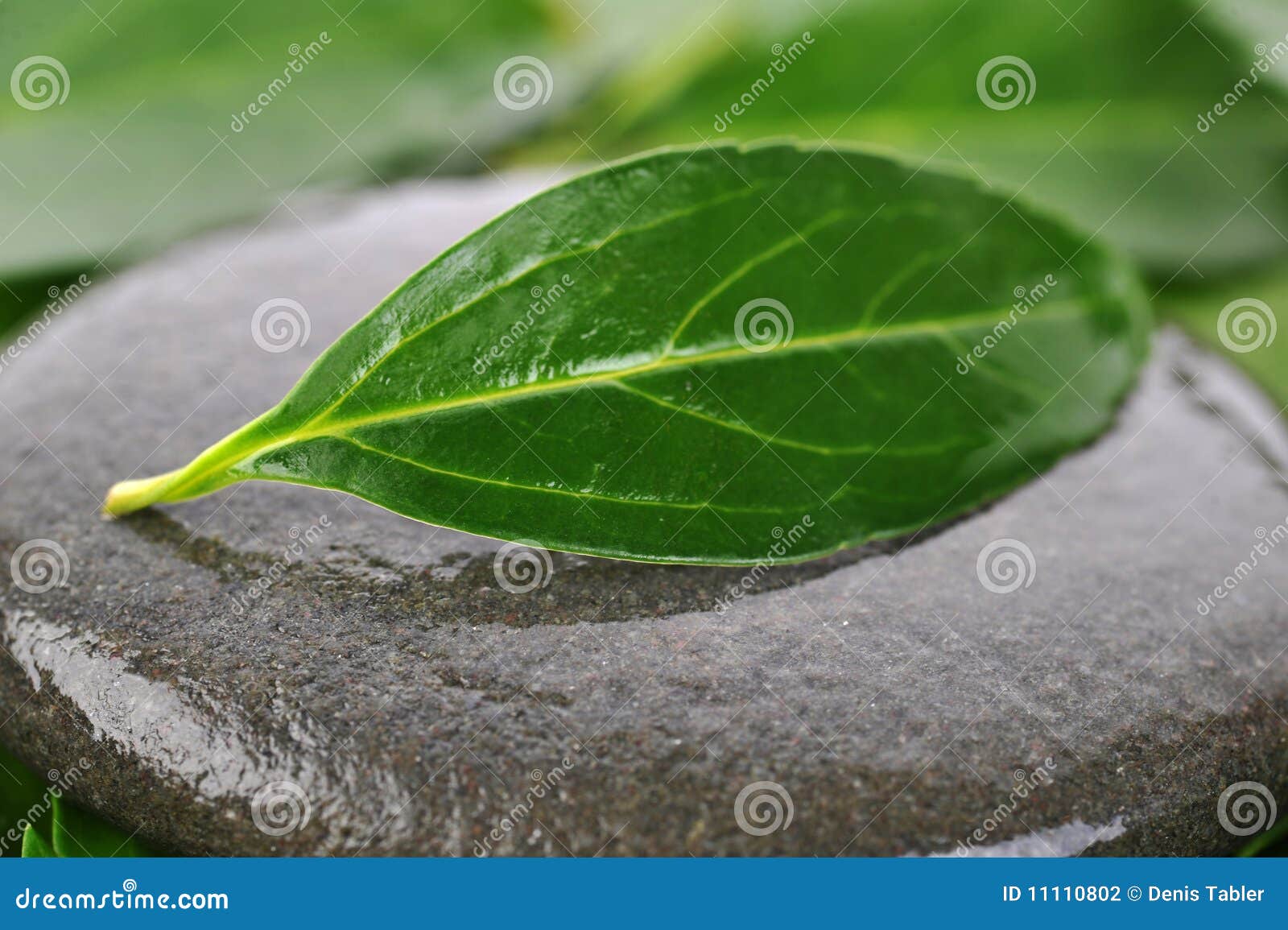 Stones and green leaves stock photo. Image of elements - 11110802