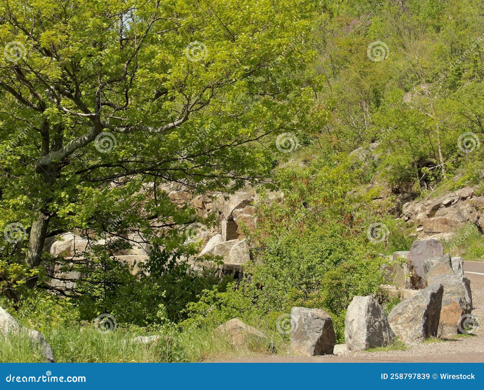 Stones Lined on the Side of the Road with Trees and Plants Stock Image ...