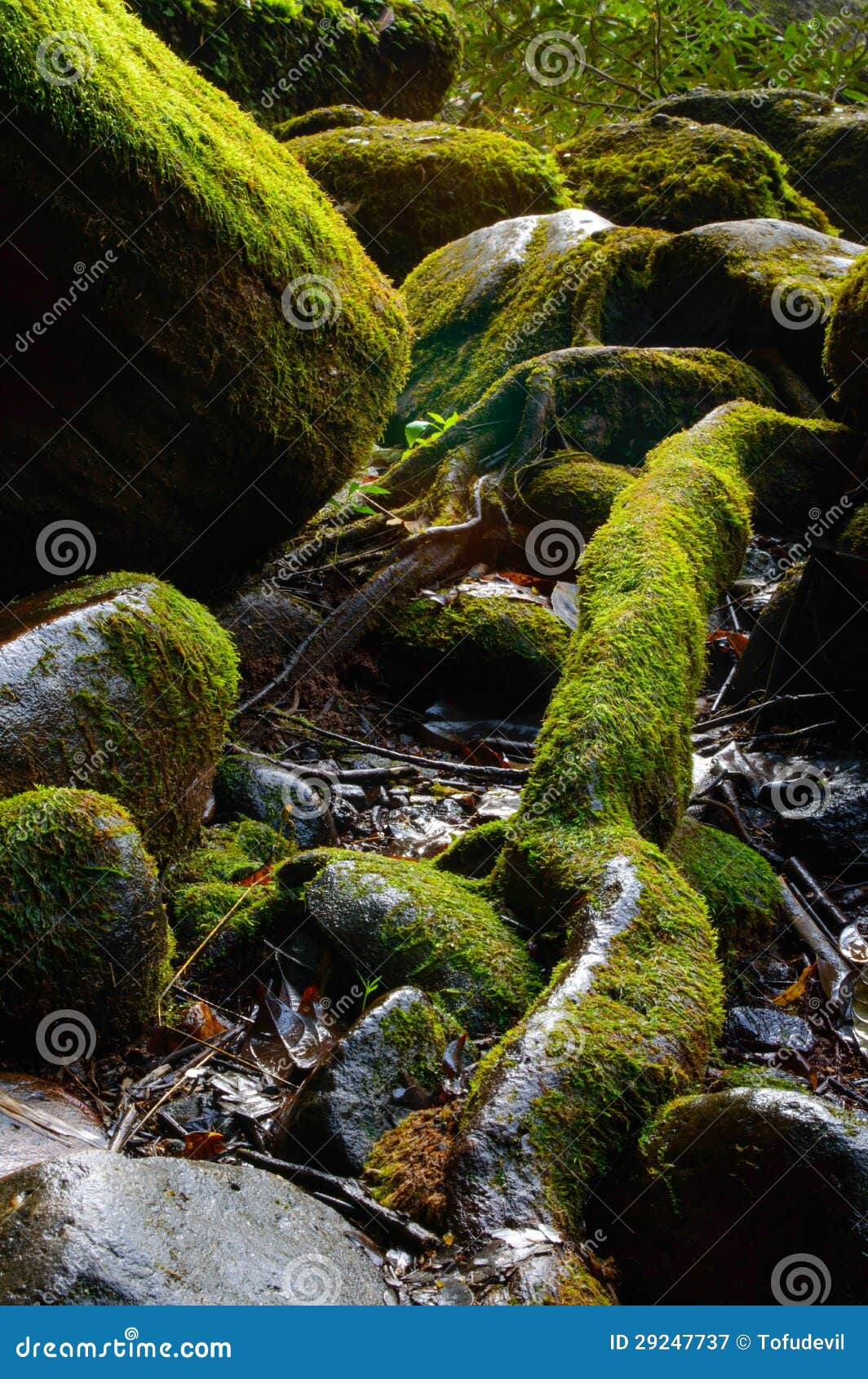 Stones with Moss Against Wood. Stock Image - Image of environment ...