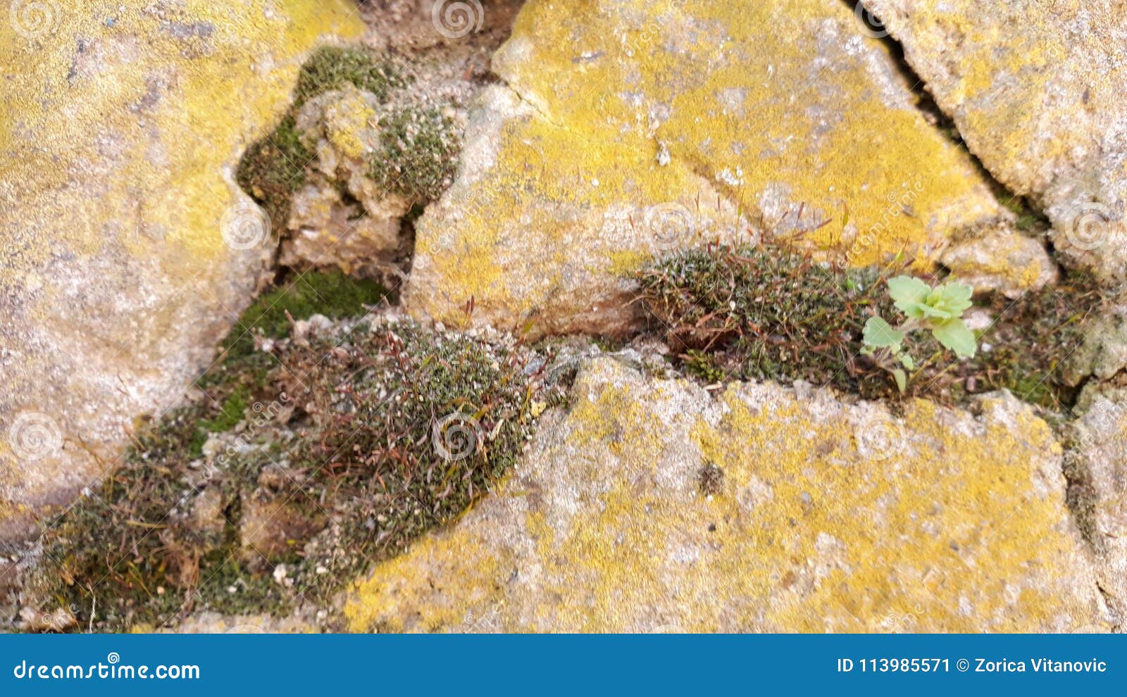 Stones with moss stock image. Image of yellow, stones - 113985571