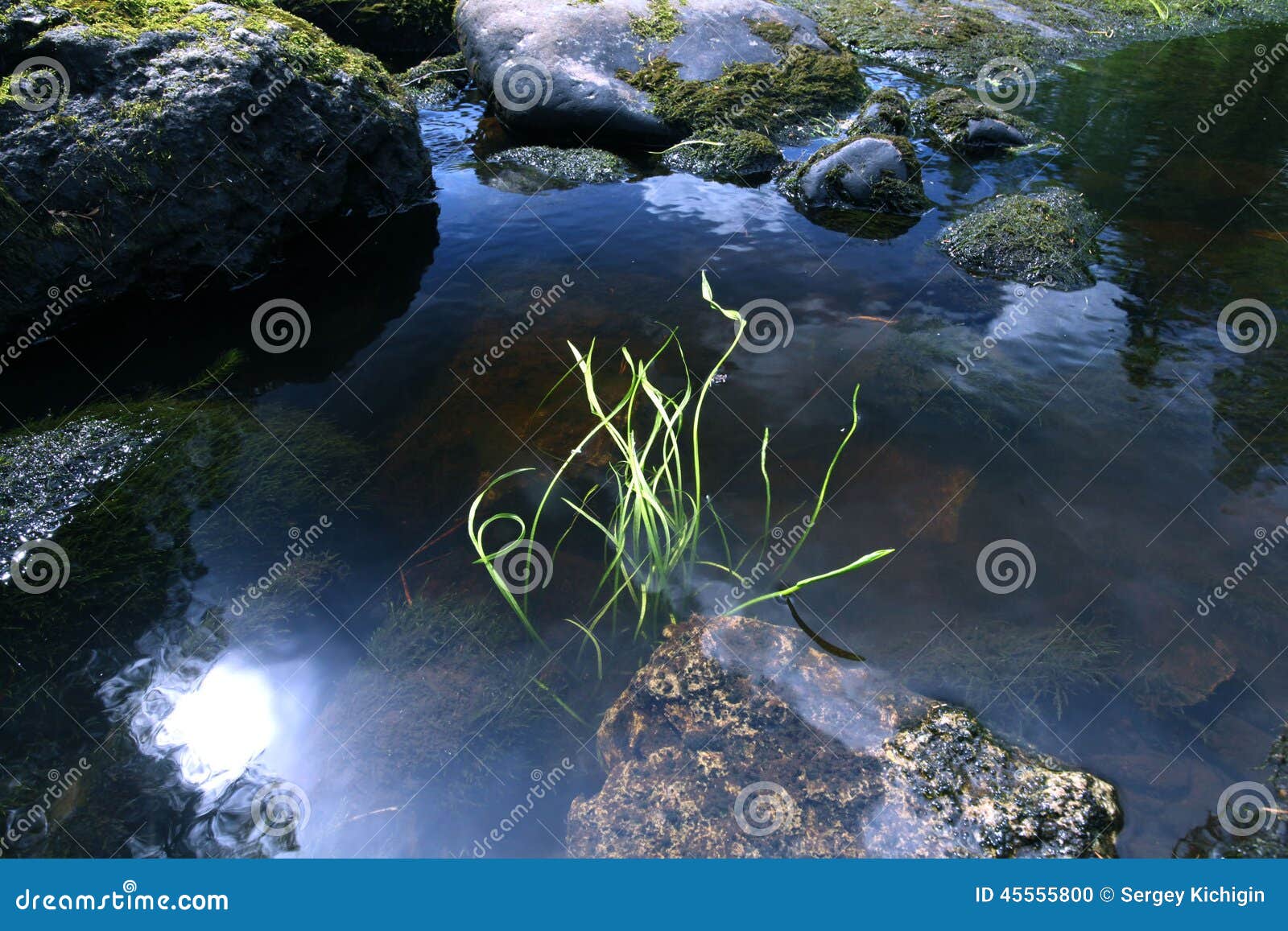 Stones in a Mountain River Moss Stock Photo - Image of beauty, foliage ...