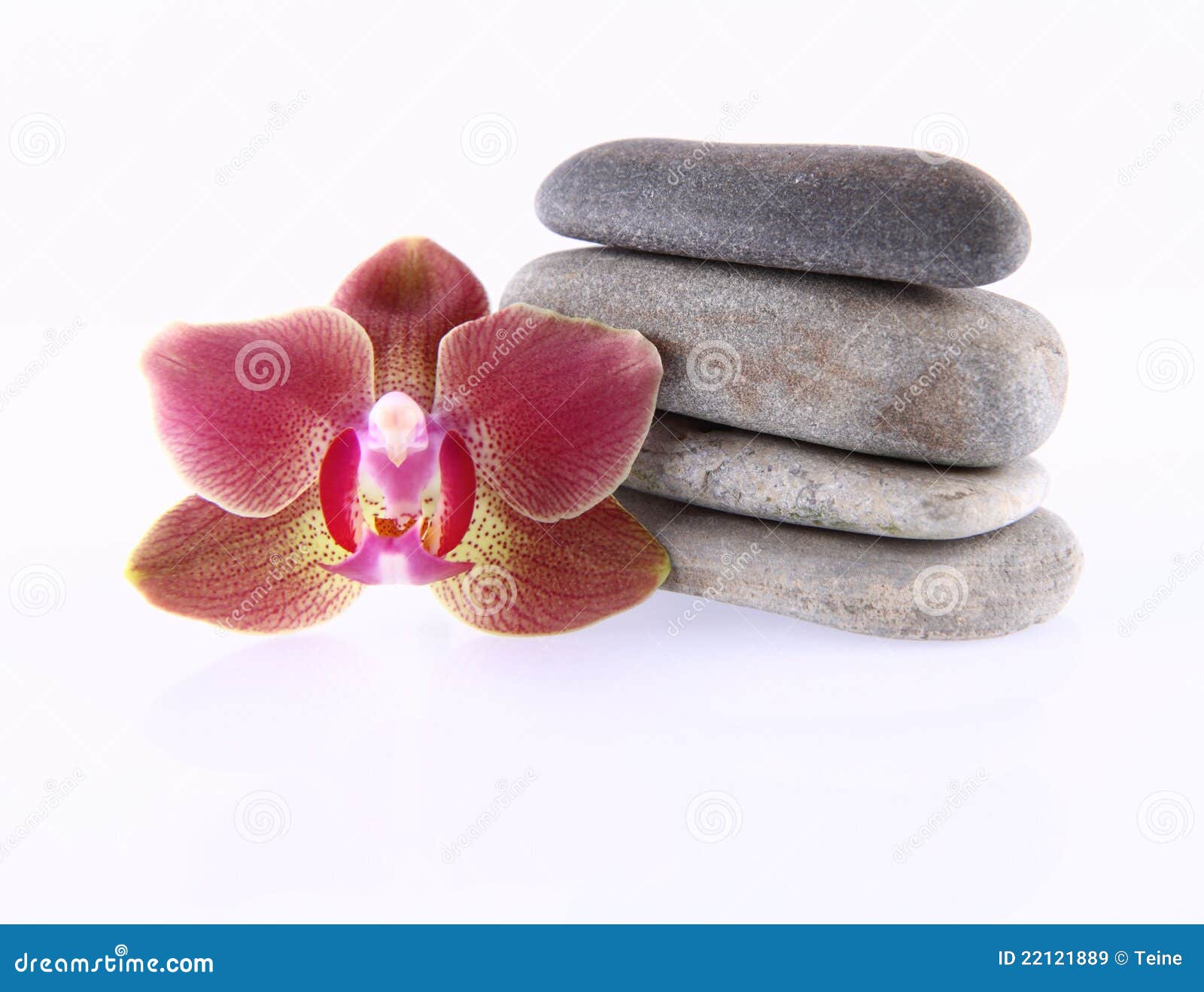 Stones and orchid stock image. Image of beautiful, decorative - 22121889