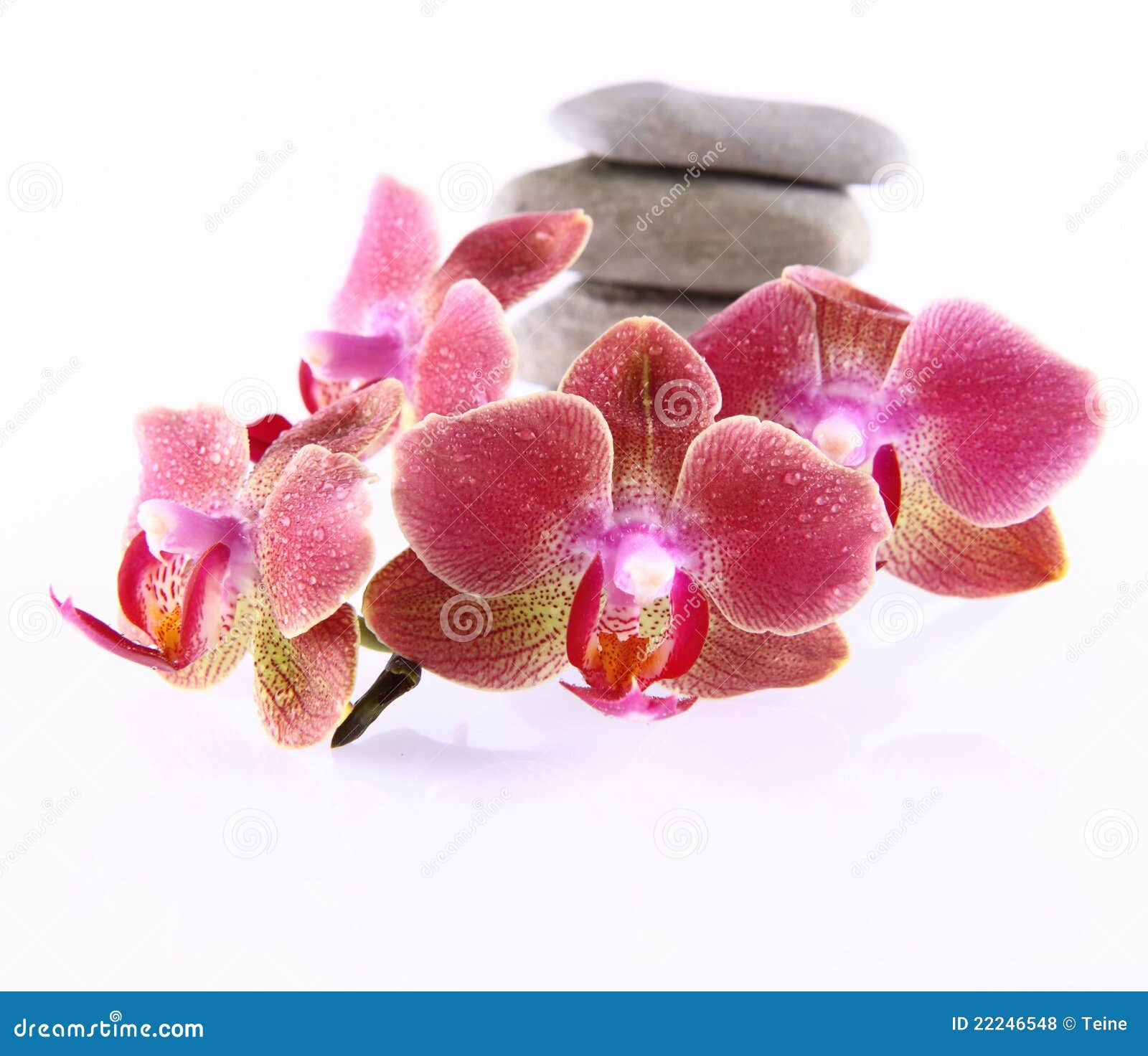 Stones and orchids stock photo. Image of bloom, phalaenopsis - 22246548
