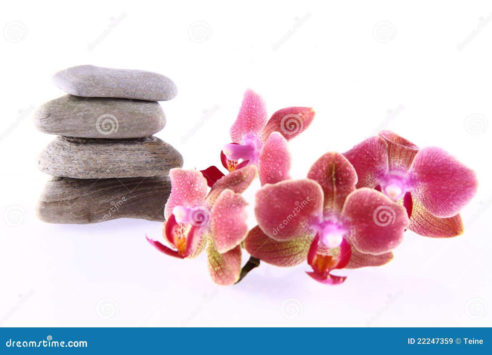 Stones and orchids stock image. Image of grey, decorative - 22247359