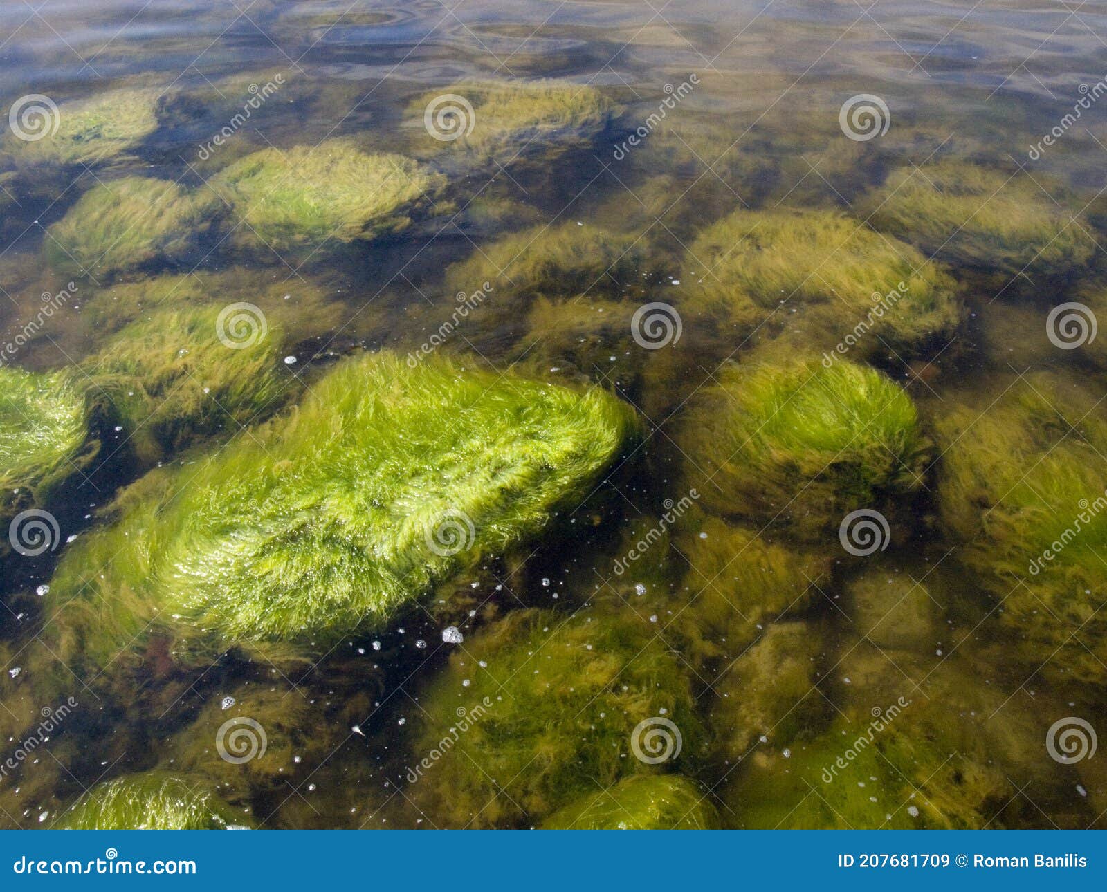 Red Algae Red Sea Plume Or Limu Kohu Asparagopsis Taxiformis Undersea ...